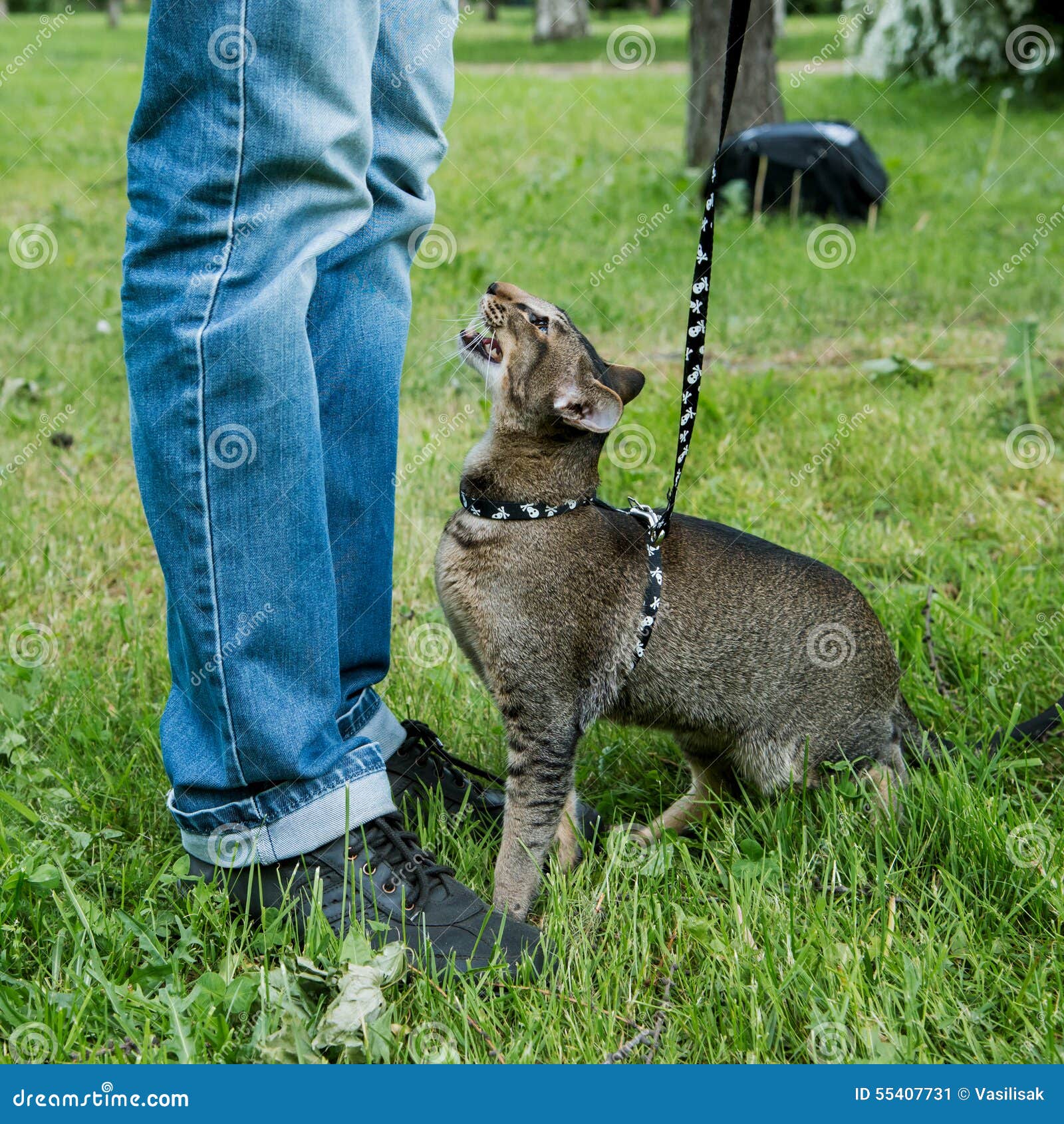 Walking with cat stock image. Image of together, safety - 55407731