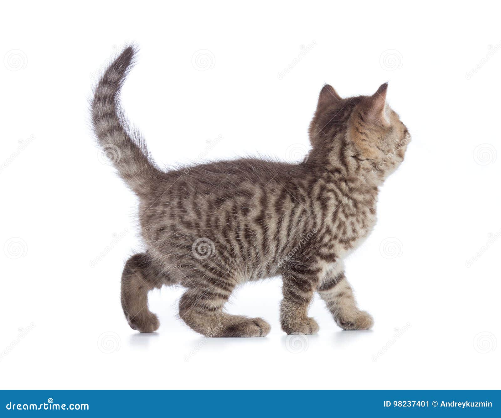 Walking Cat Side View Isolated Stock Image - Image of brown, curious ...