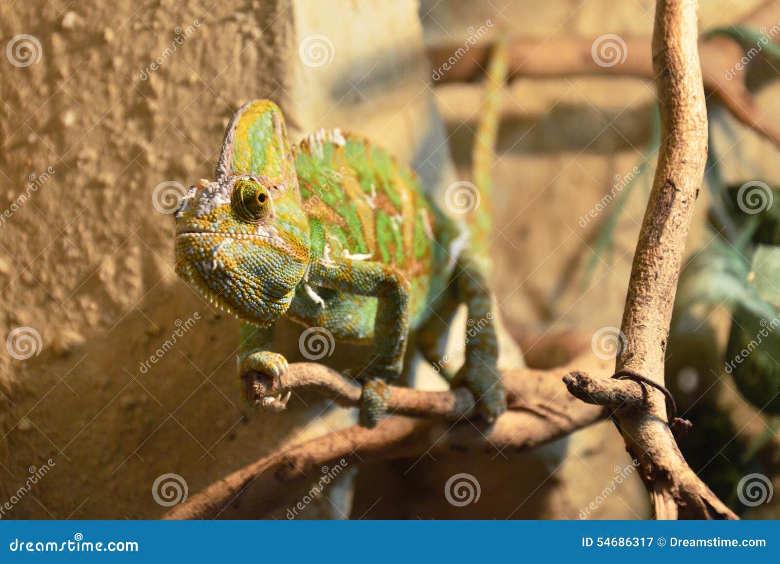 Walking Chameleon stock image. Image of branch, horizontal - 54686317