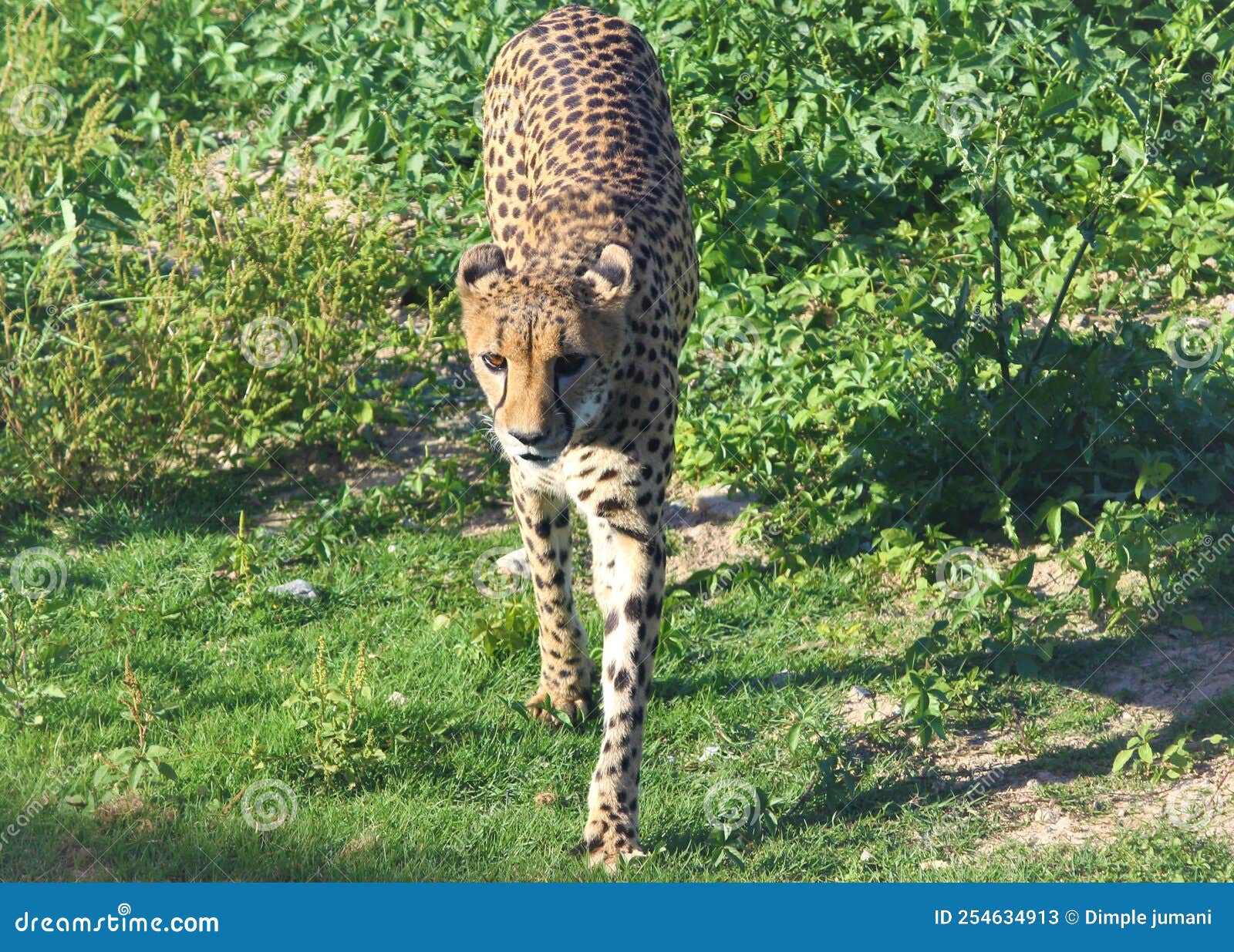 Walking cheetah. stock image. Image of walking, fast - 254634913