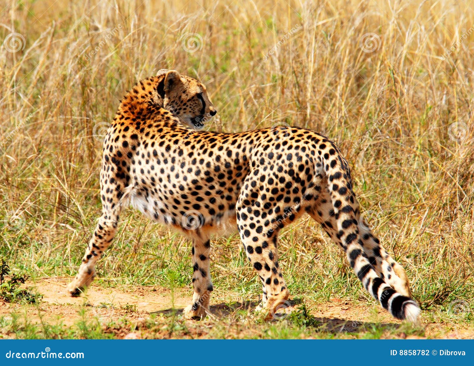 Walking cheetah stock photo. Image of savannah, carnivore - 8858782