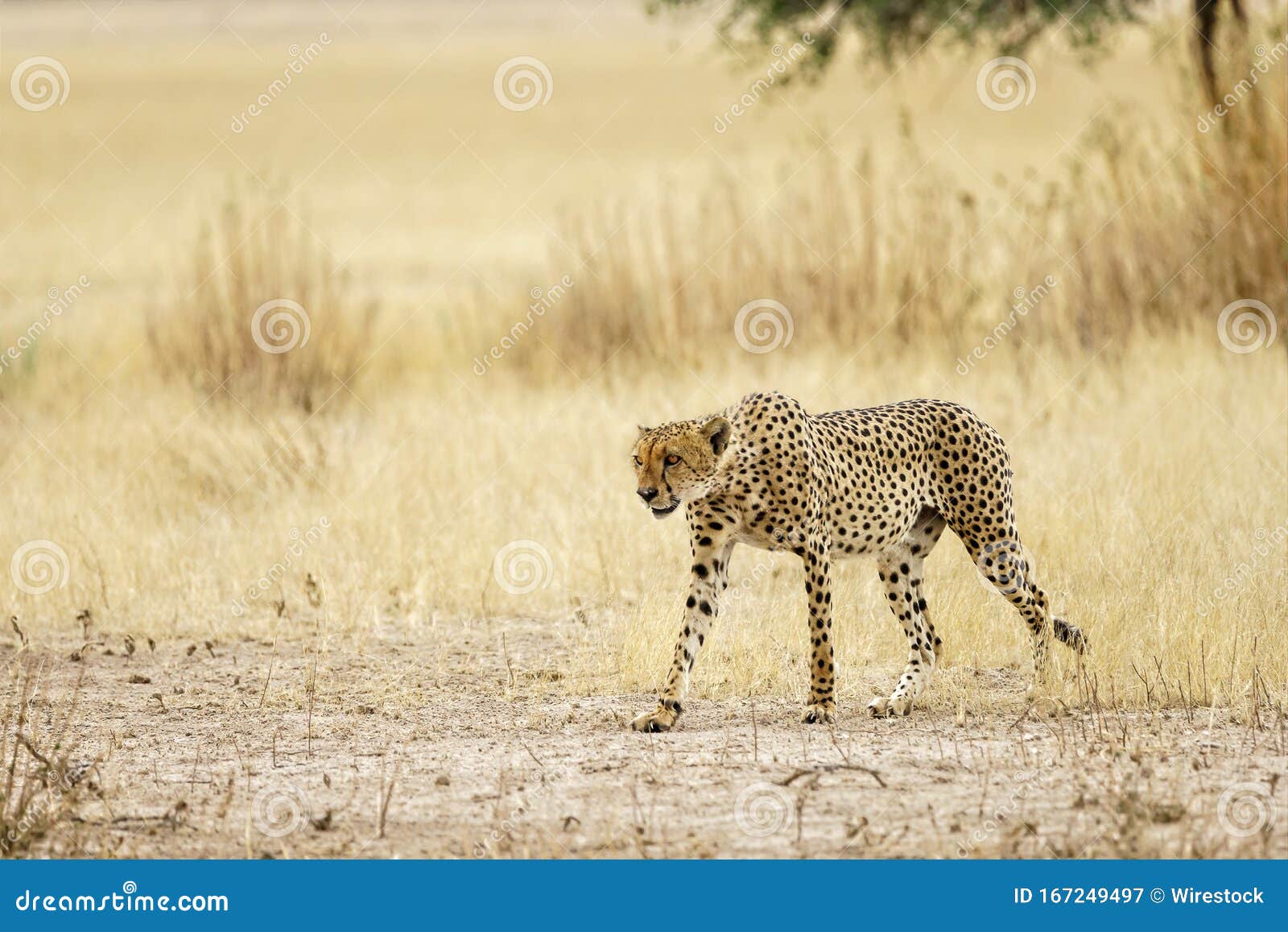 Walking cheetah stock image. Image of mammal, savannah - 167249497