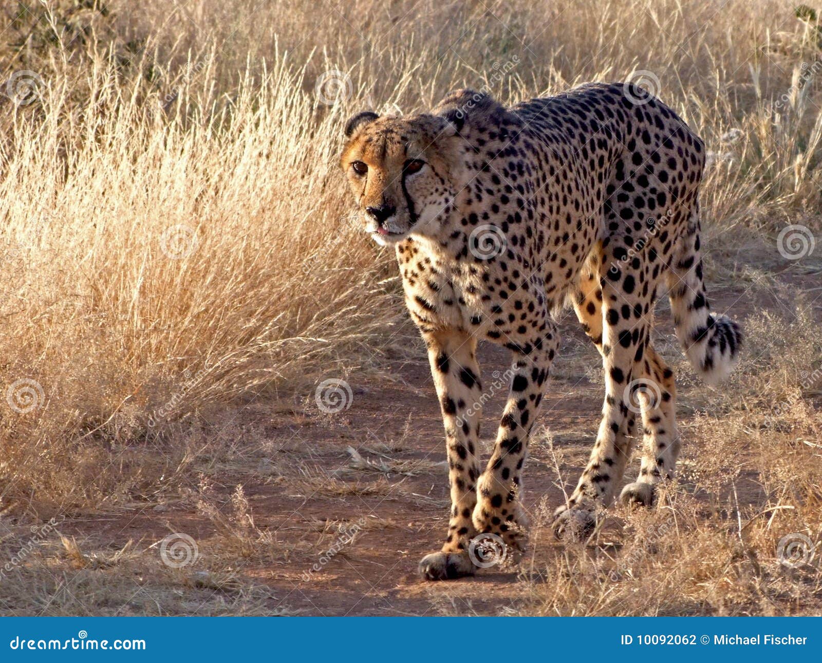 Walking cheetah - Namibia stock photo. Image of wildlife - 10092062