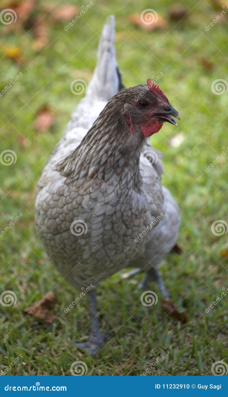 Walking chicken stock photo. Image of poultry, bird, tail - 11232910