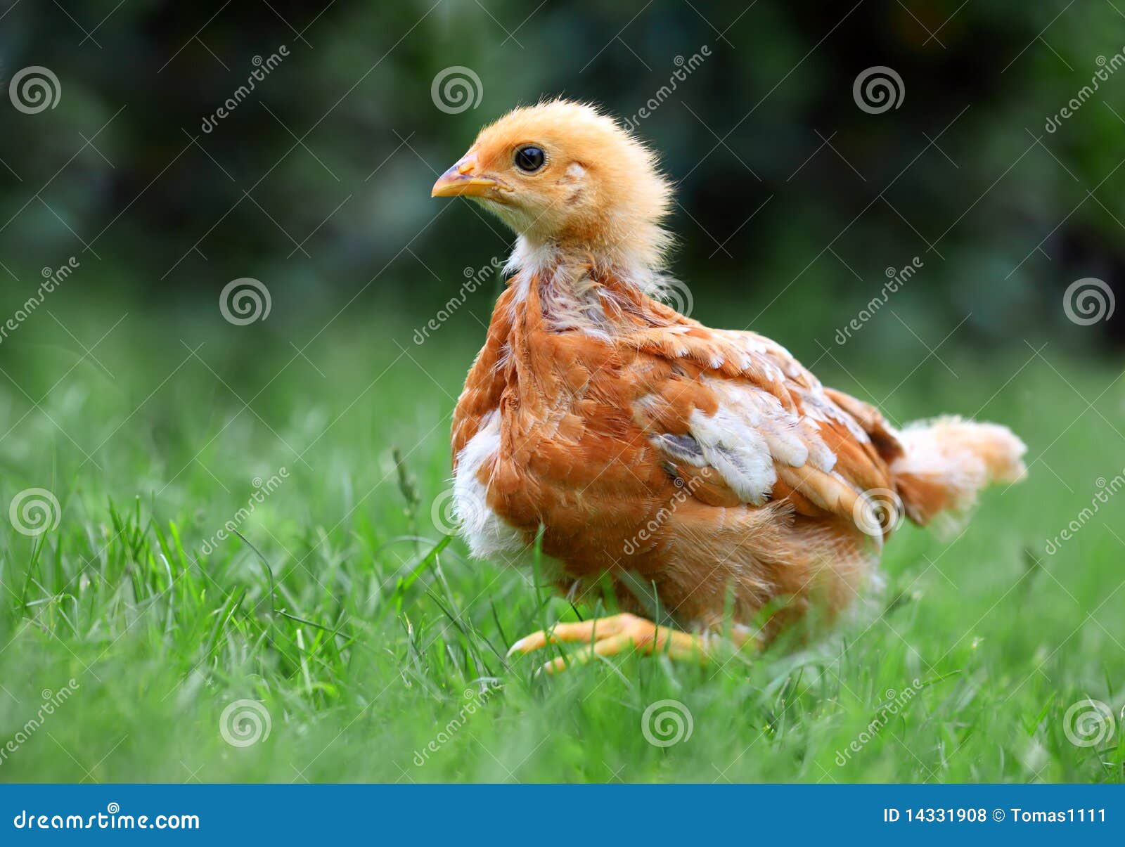 Walking chicken stock photo. Image of cute, close, fluff - 14331908