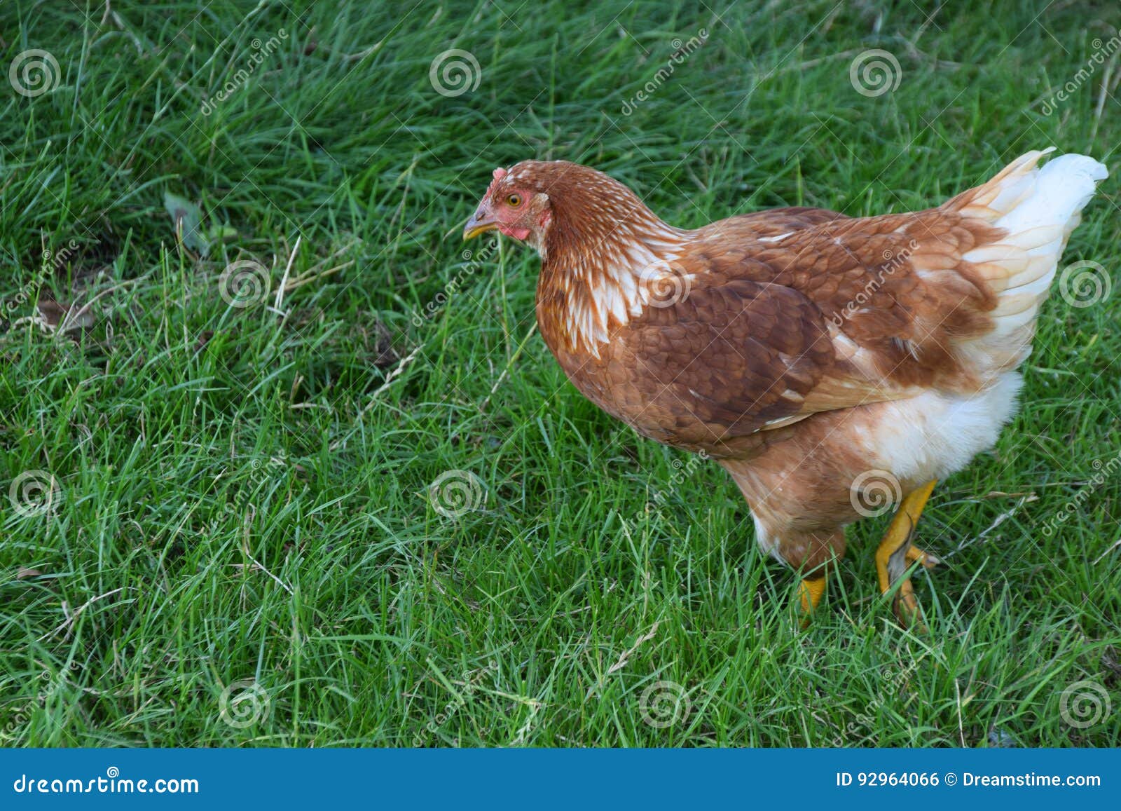 Walking chicken closeup stock photo. Image of colors - 92964066