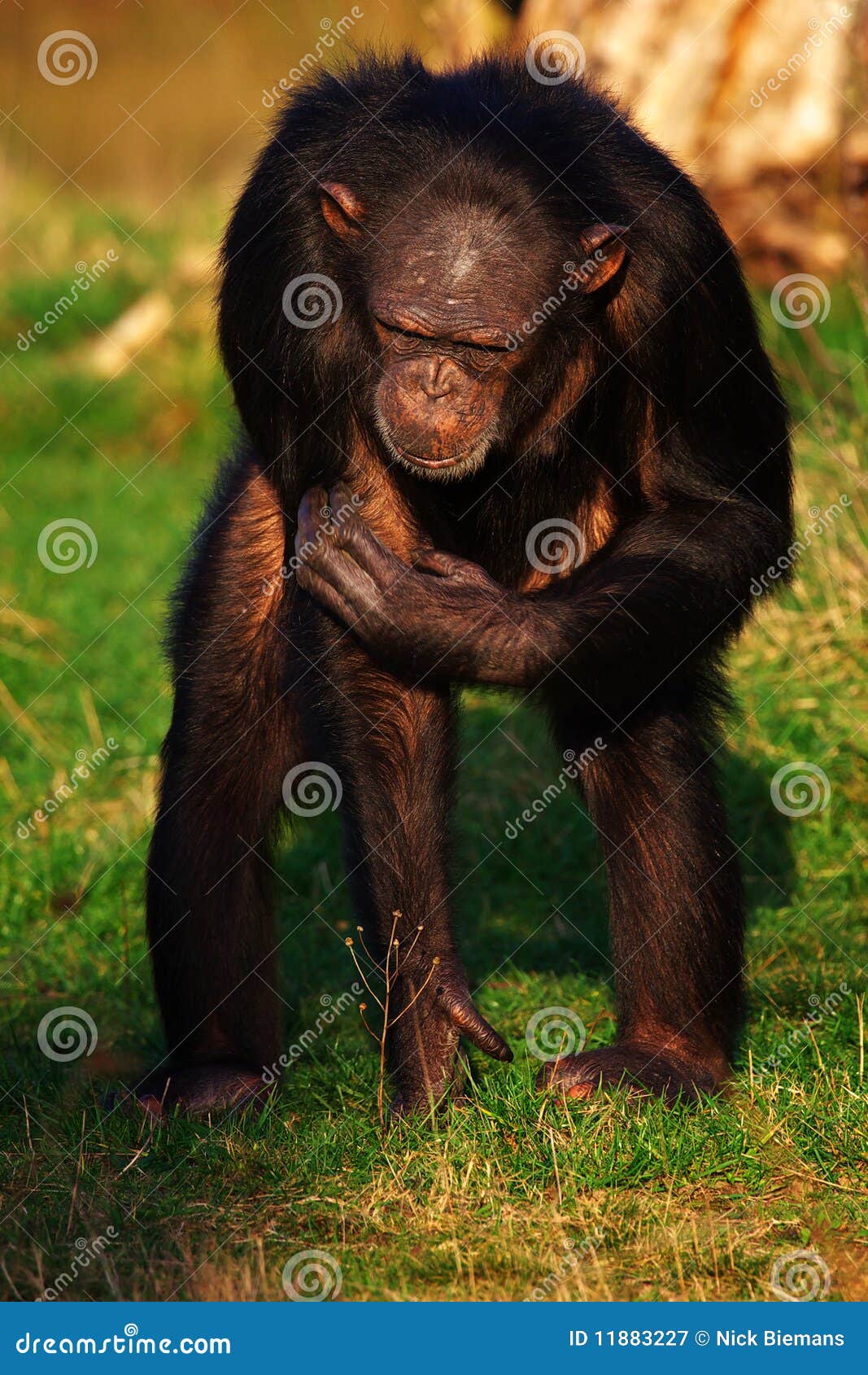 Walking Chimpanzee stock image. Image of monkey, wildlife - 11883227