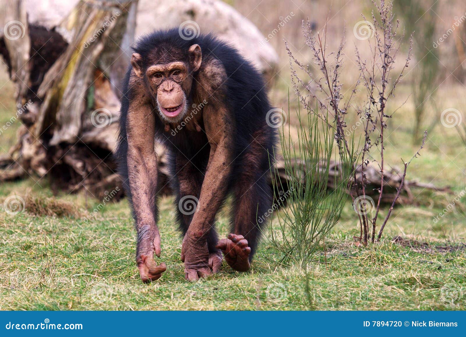 Walking chimpanzee stock photo. Image of horizontal, wildlife - 7894720