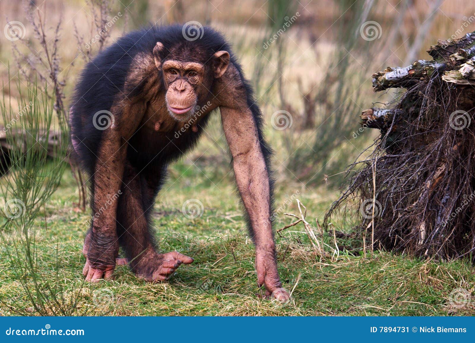 Walking Chimpanzee stock image. Image of grass, stump - 7894731