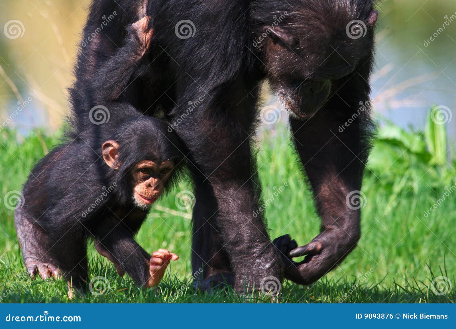 Walking Chimpanzee Baby With His Mother Royalty Free Stock Image ...