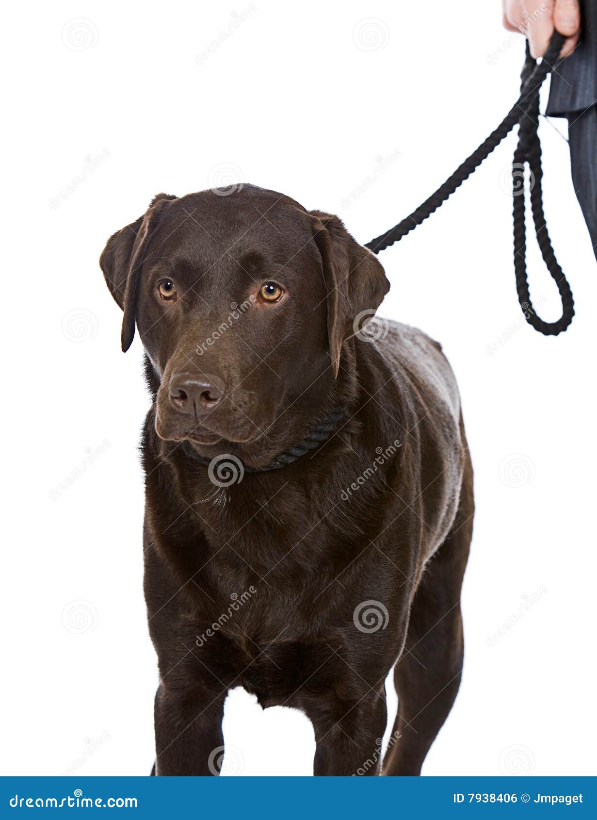 Walking Chocolate Labrador stock photo. Image of black - 7938406