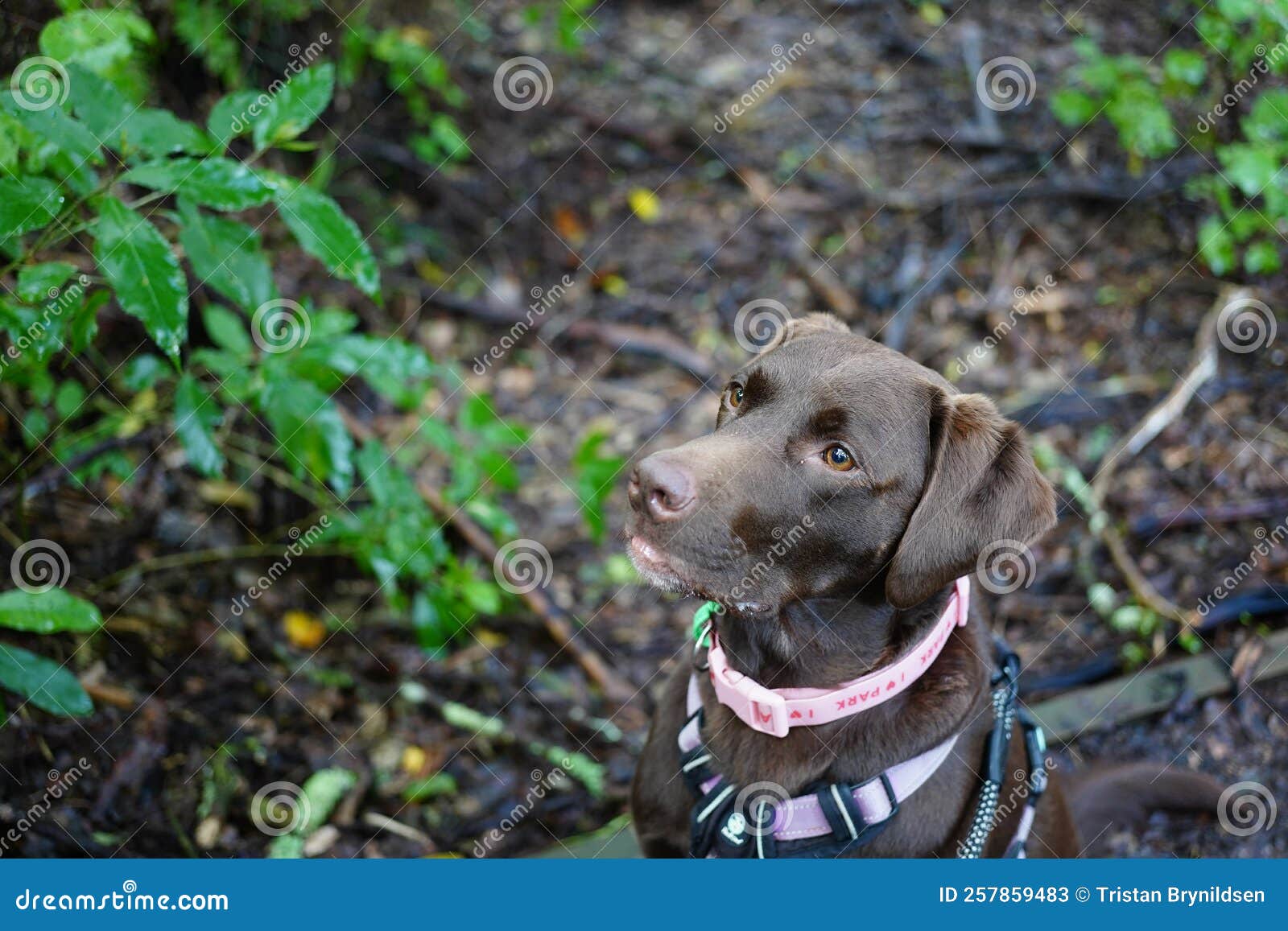 Walking a Chocolate Labrador through a Forest Stock Image - Image of ...