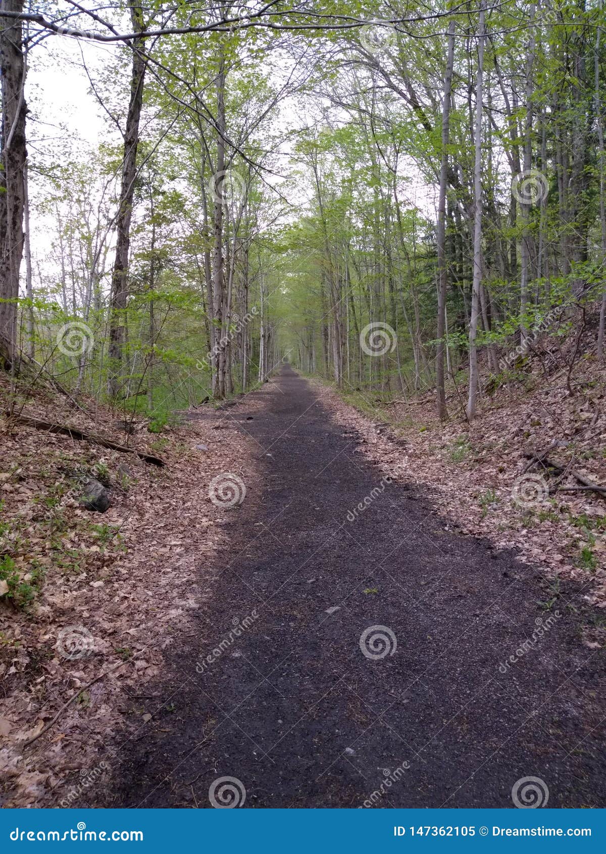 Walking Trail stock image. Image of nature, trail, walking - 147362105