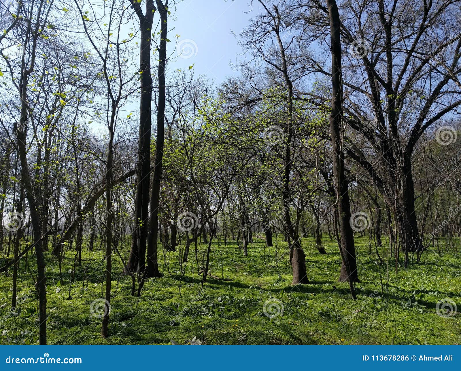 Freedom in Nature stock photo. Image of nature, colors - 113678286