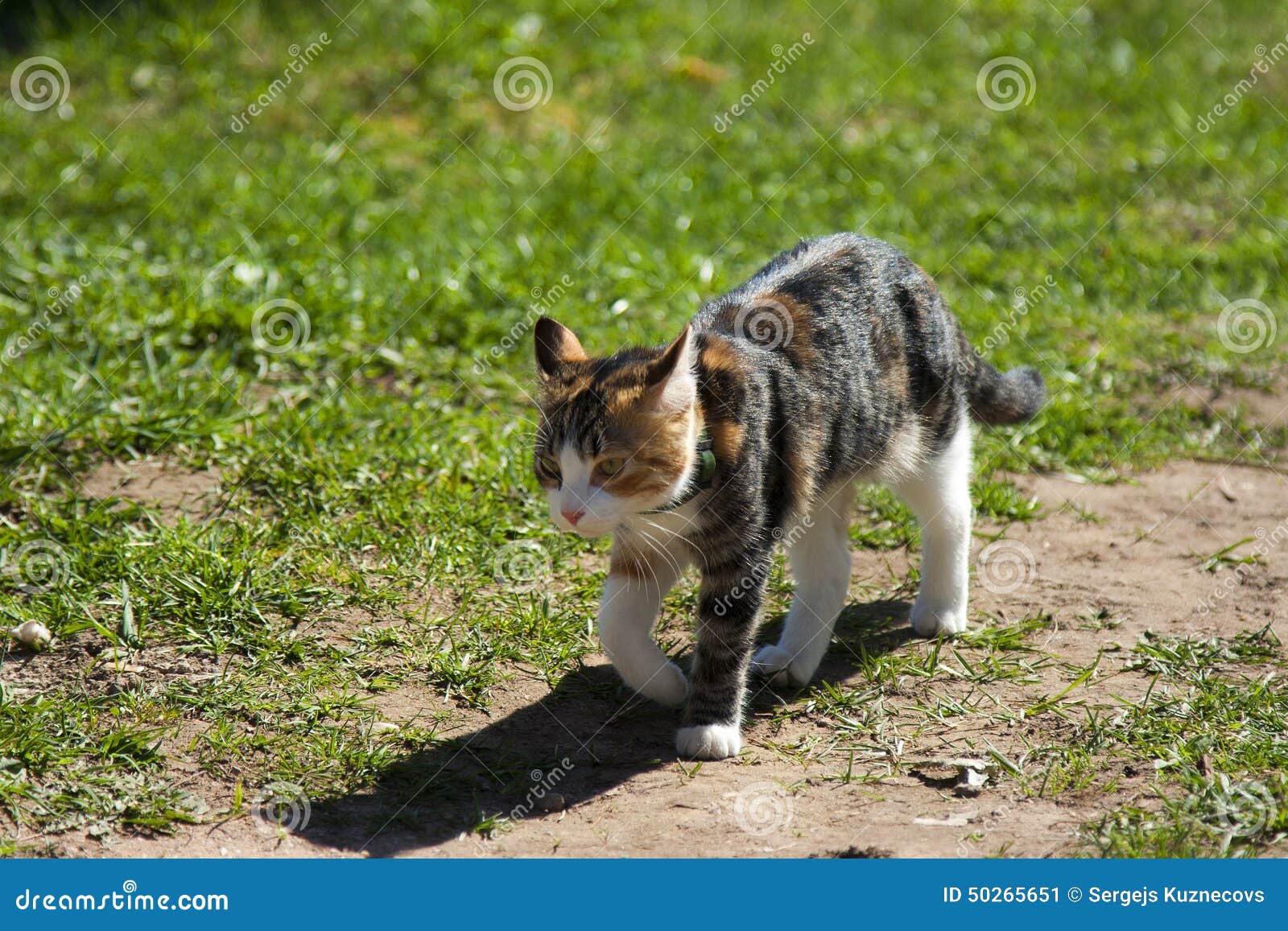The Walking Colourfull Kitten Stock Image - Image of zoology, path ...