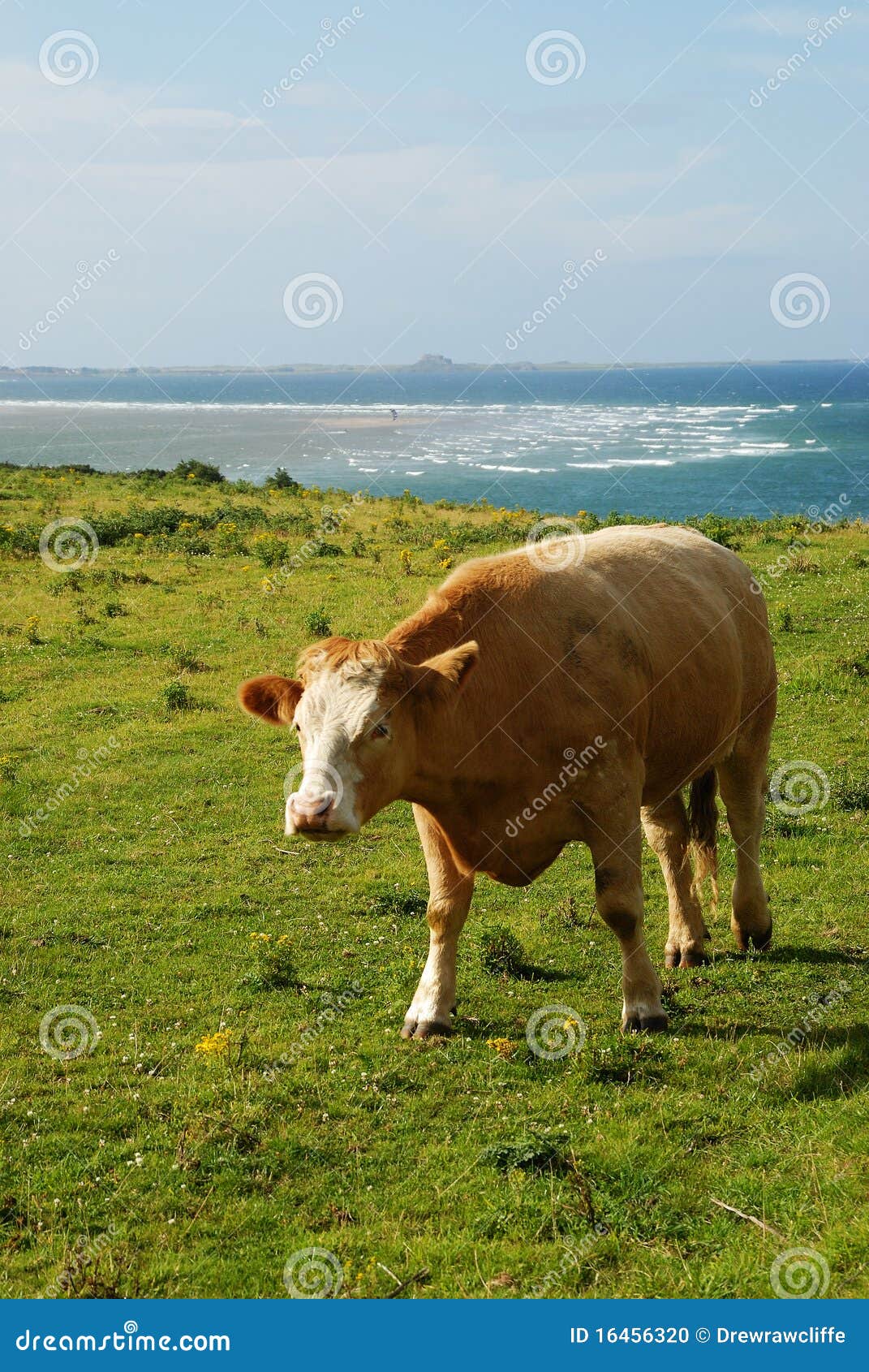 A Walking Cow stock photo. Image of water, breakers, brown - 16456320