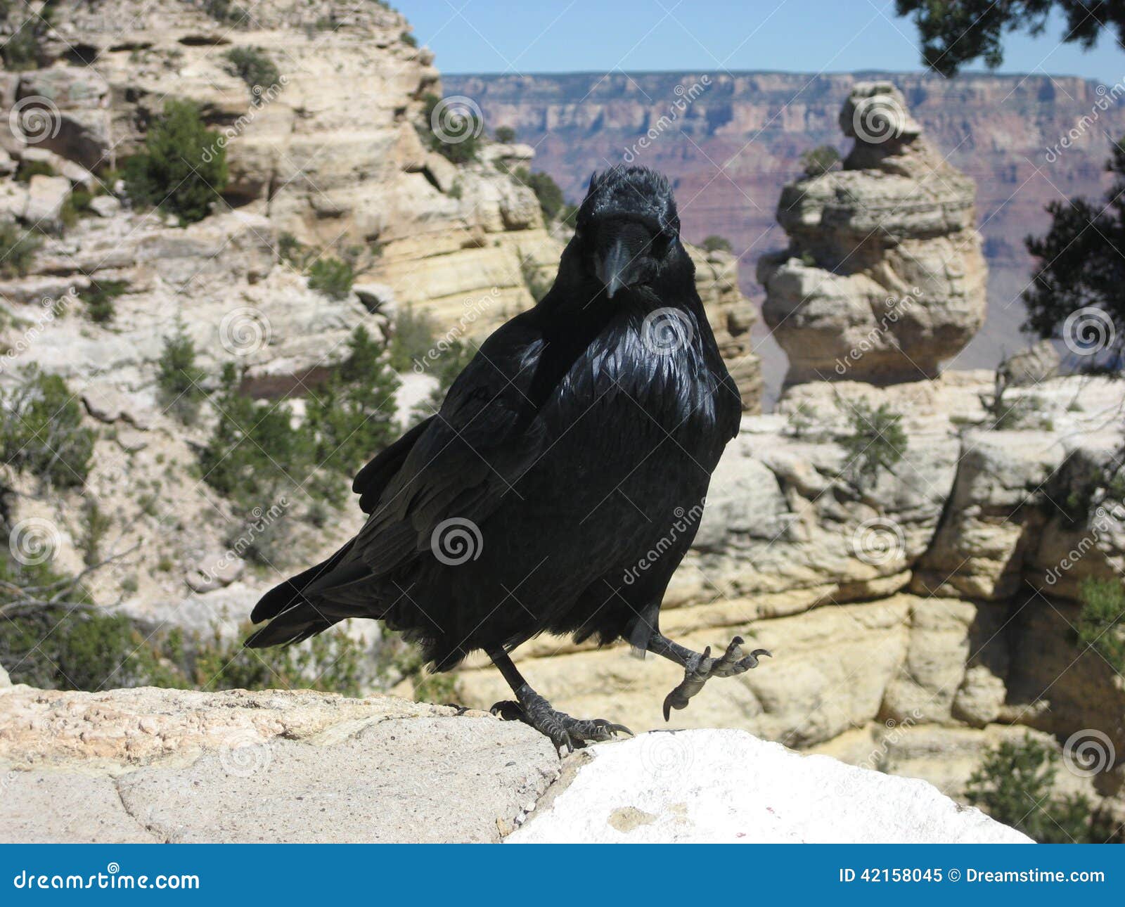 Walking crow stock image. Image of funny, walk, animals - 42158045
