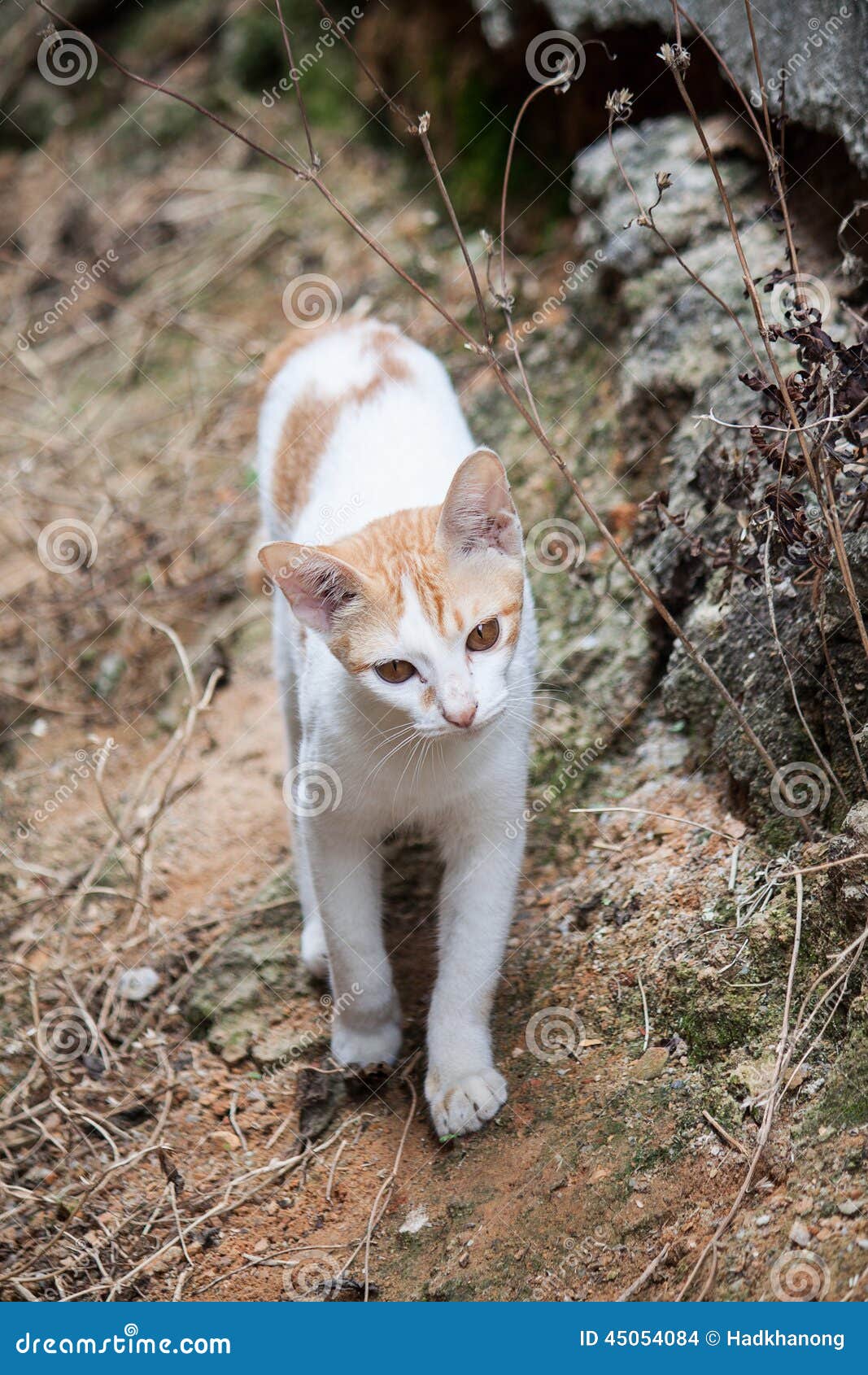 Walking cute cat stock photo. Image of adorable, street - 45054084