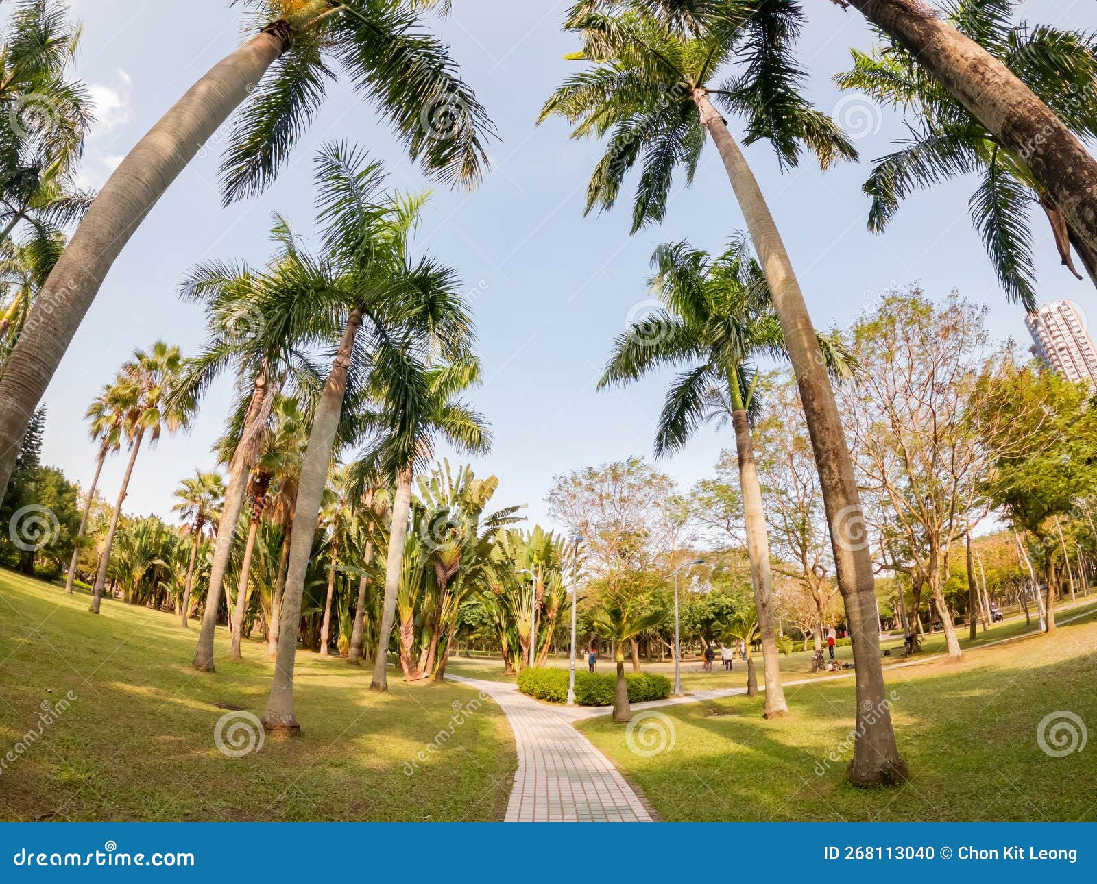 Walking in the Daan Forest Park Stock Photo - Image of urban, natural ...