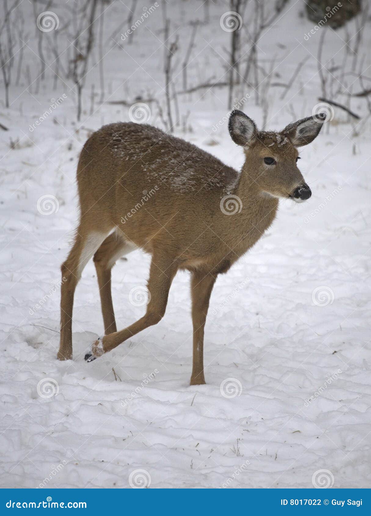 Walking doe stock photo. Image of winter, snow, white - 8017022