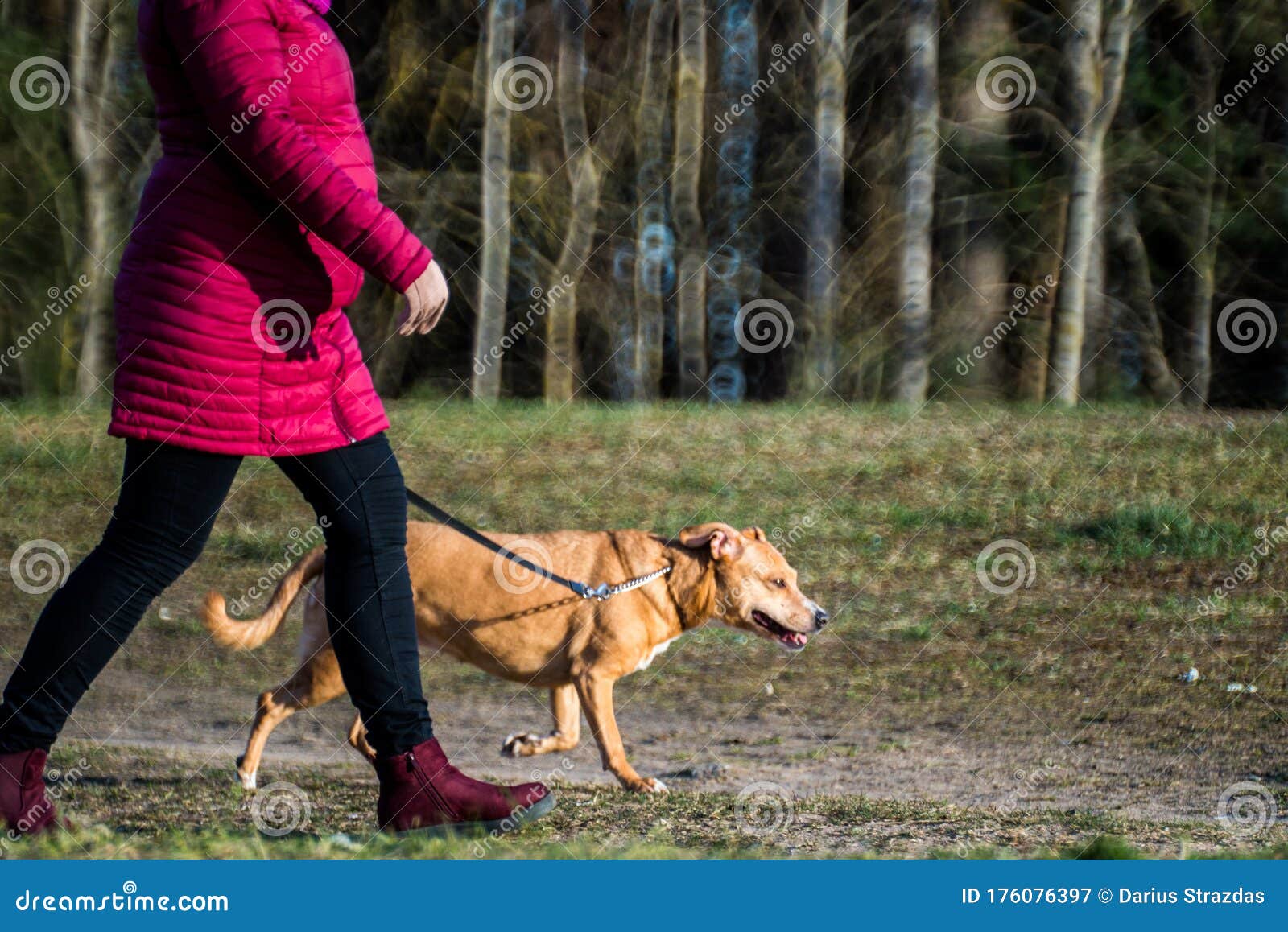 Walking with a Dog Outdoors Stock Image - Image of owner, nature: 176076397