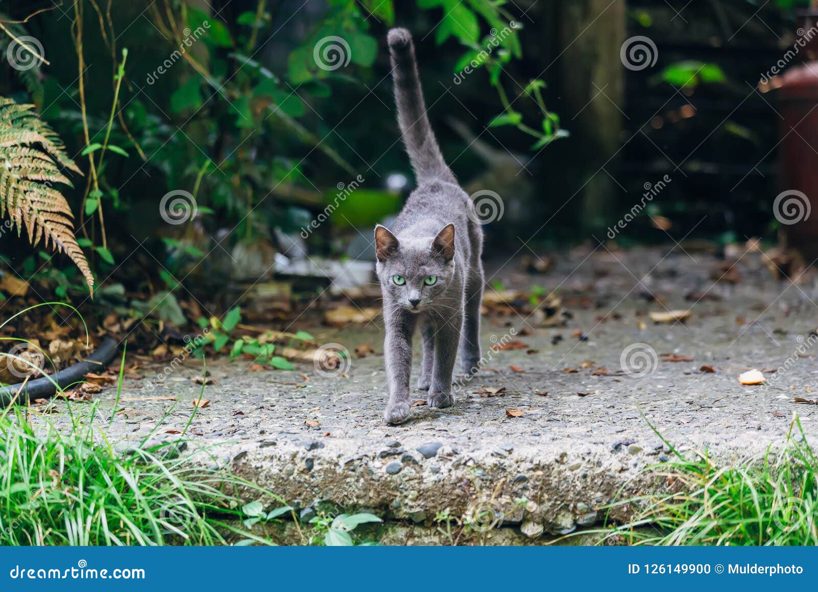 Walking grey cat stock photo. Image of curious, kitten - 126149900