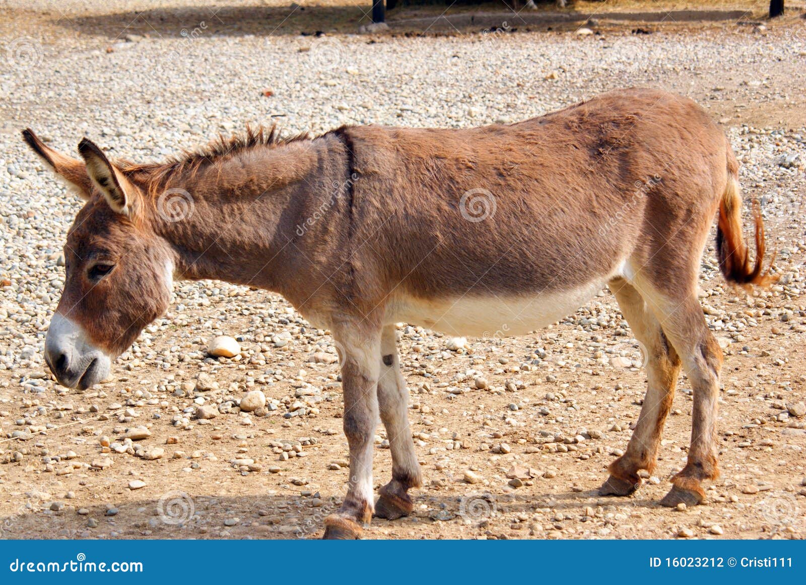 Walking donkey stock photo. Image of meekness, love, friendship - 16023212