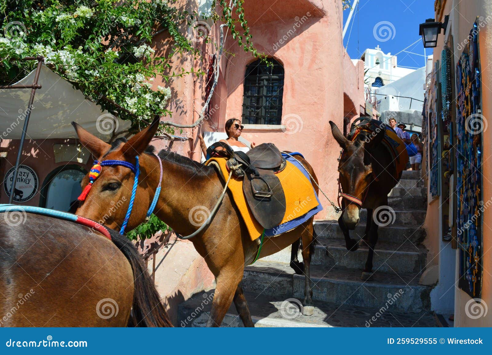 Walking Donkeys through the Narrow Street Editorial Image - Image of ...