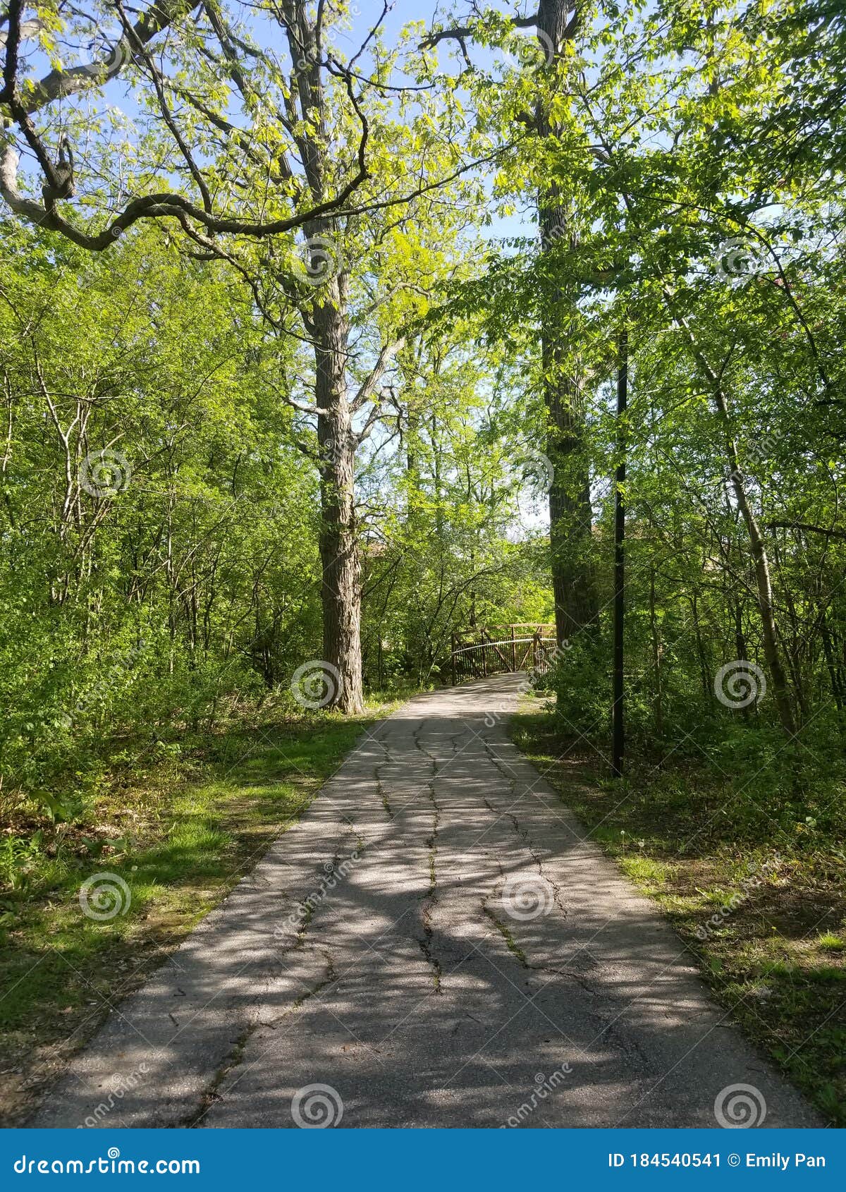 Walking Down a Long Path stock image. Image of forest - 184540541
