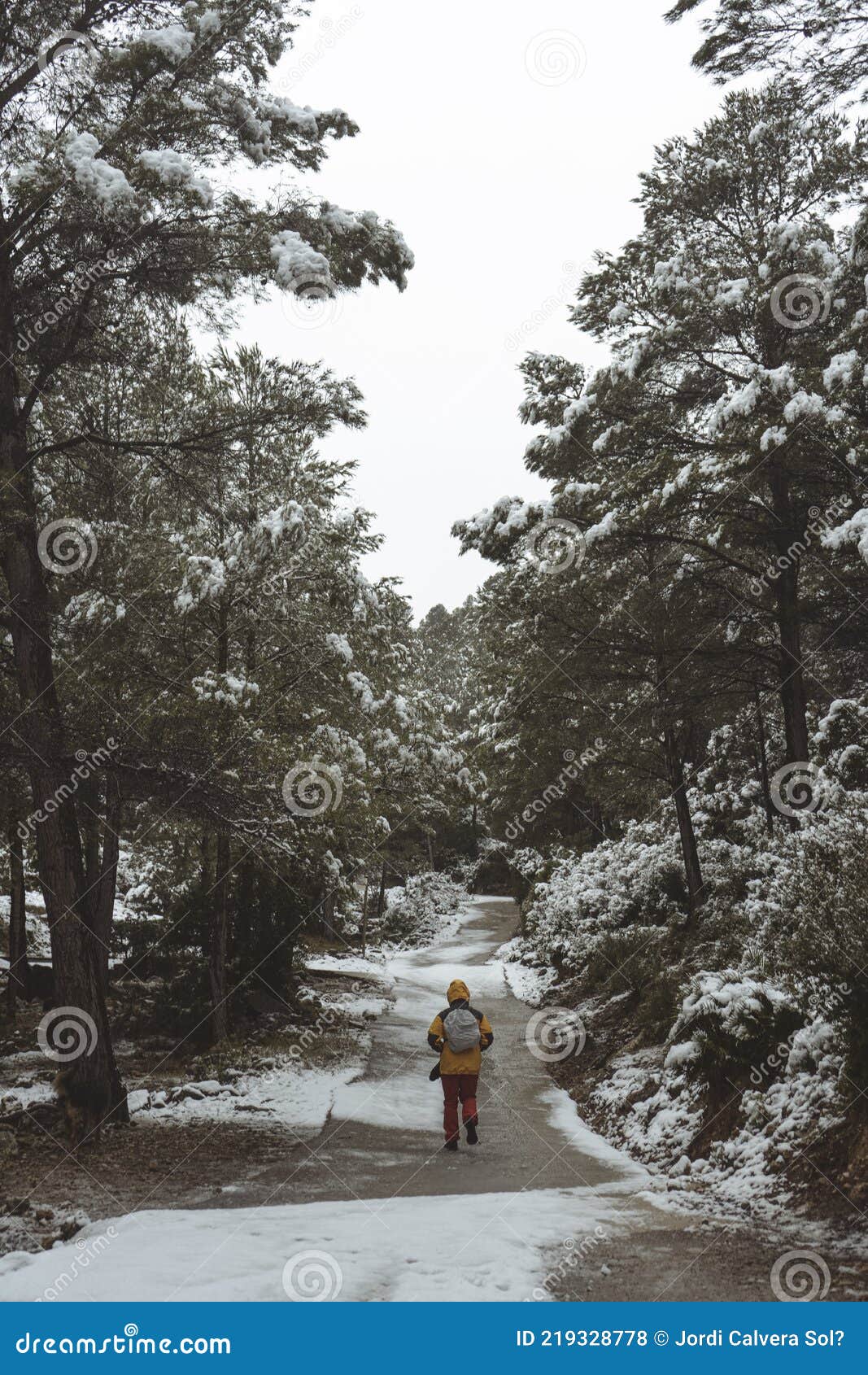 Walking Down the Snowy Mountain Road Stock Photo - Image of walk, high ...
