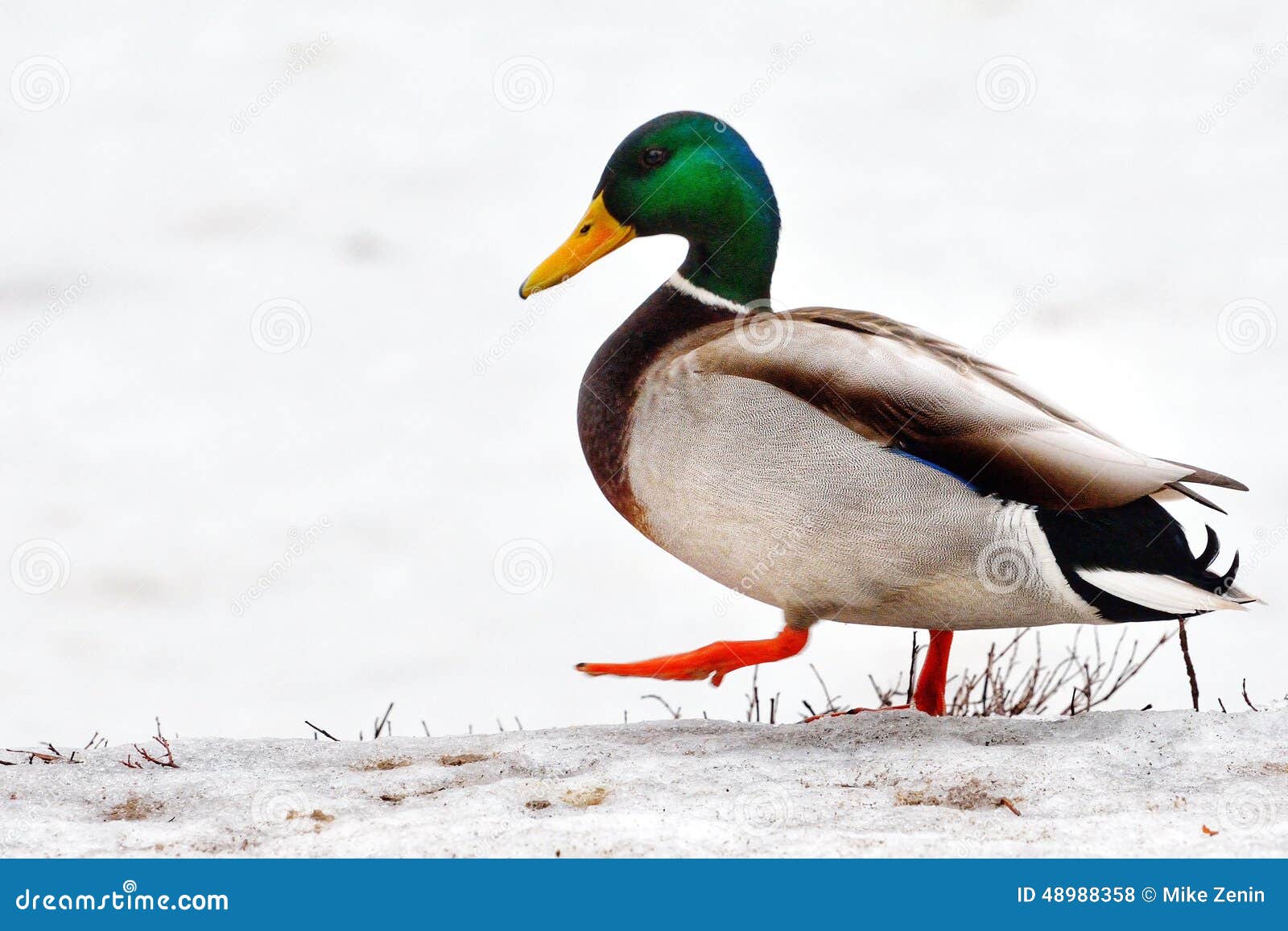 Walking duck stock photo. Image of bravely, walking, marching - 48988358
