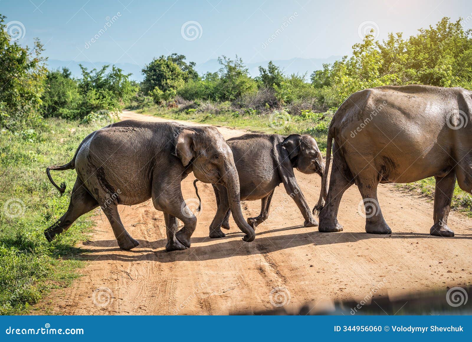 Walking Elephants in the Wilderness National Reserve on Sri Lanka Stock ...