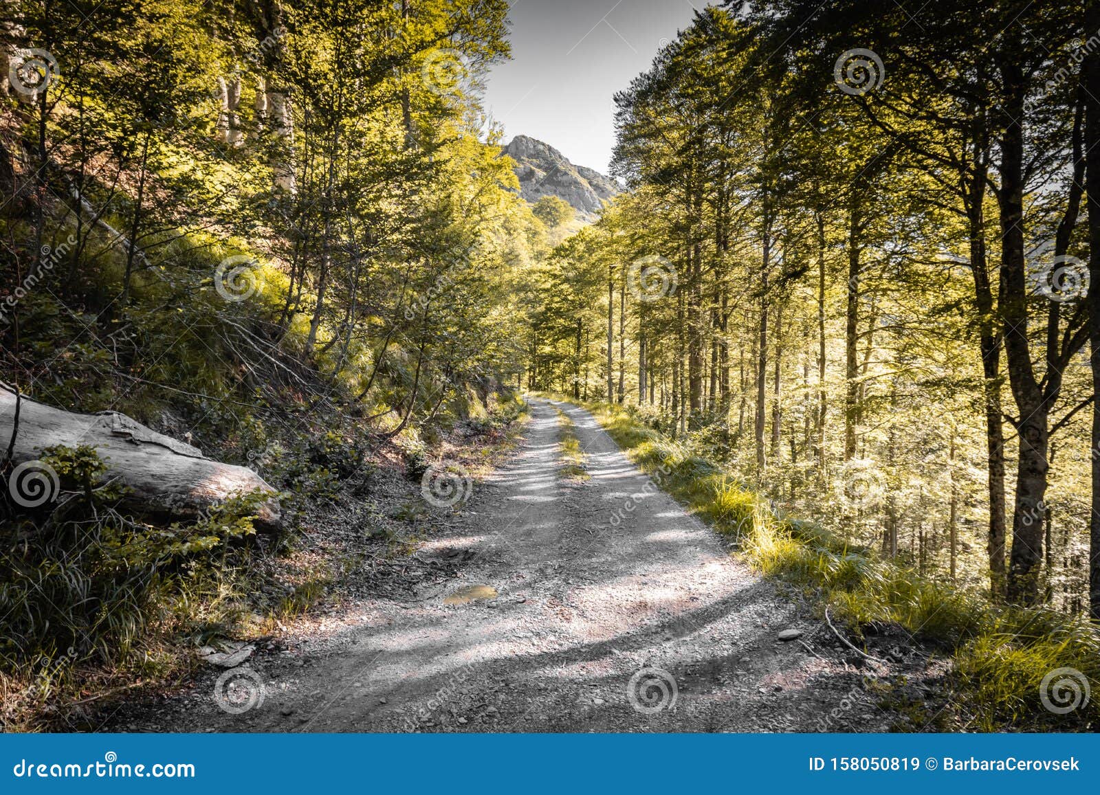 Walking on Empty Mountain Forest Pathway, Alone with Nature Stock Image ...