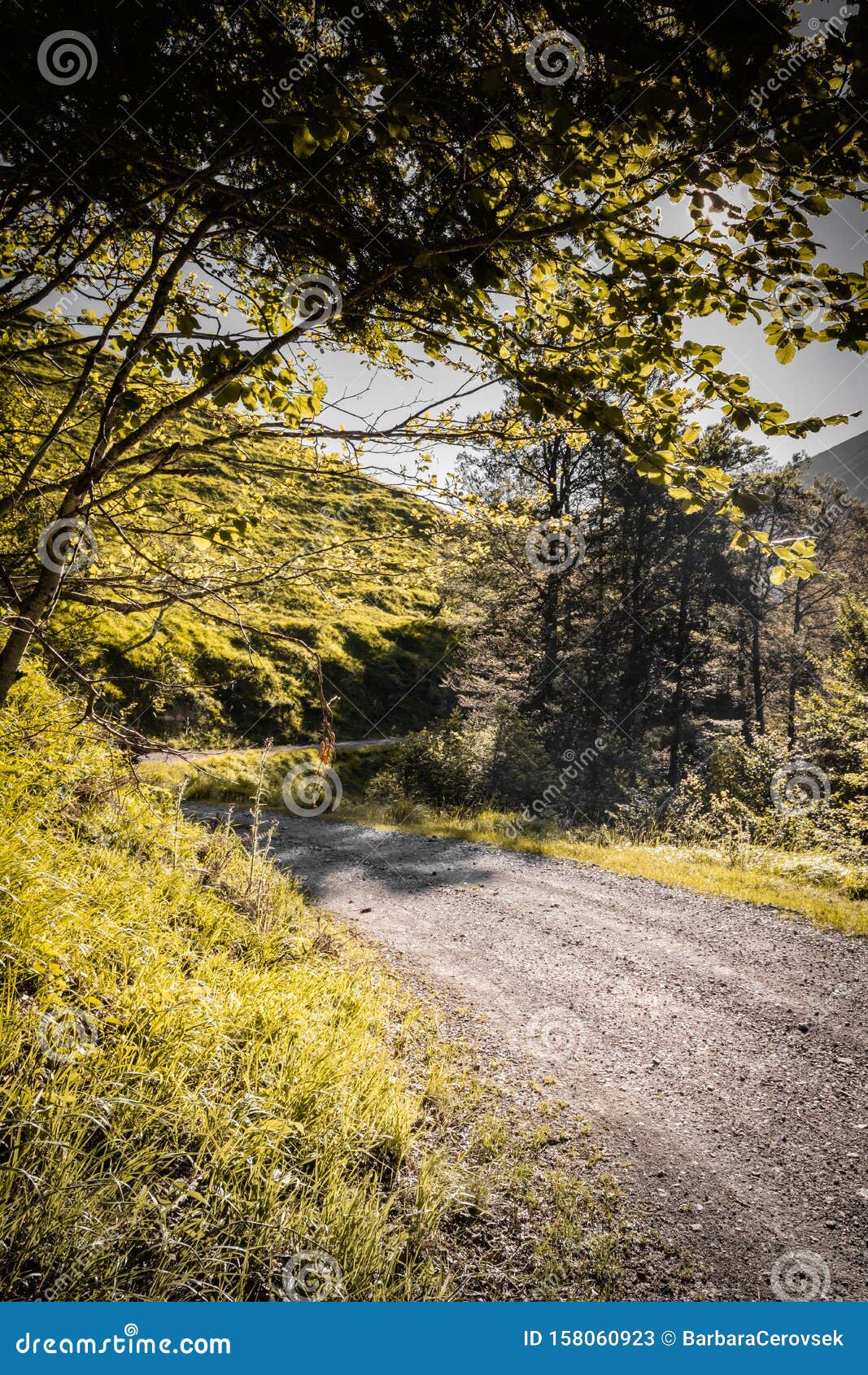 Walking on Empty Mountain Forest Pathway, Alone with Nature Stock Image ...