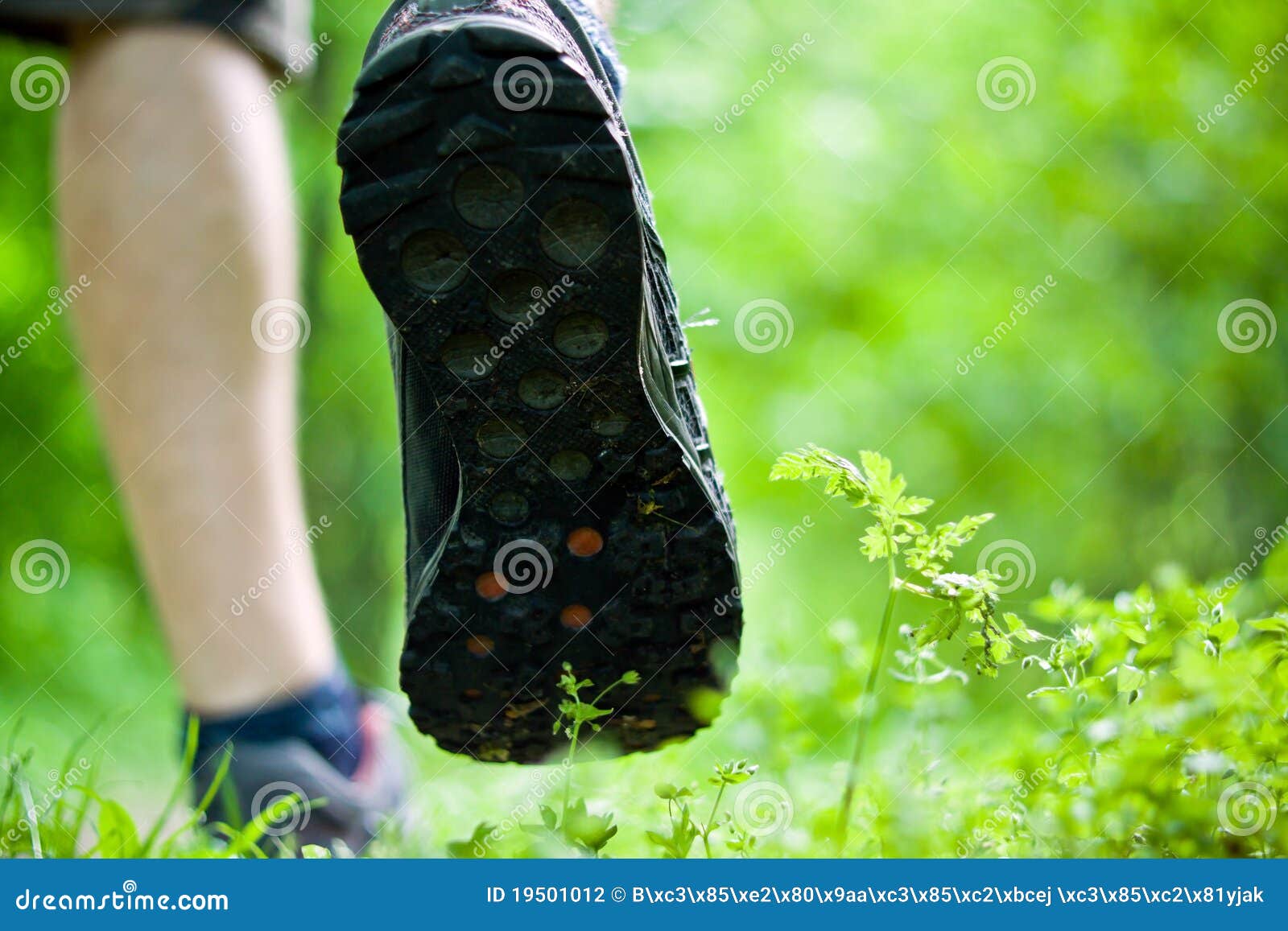 Walking Exercise in Summer Forest Stock Photo - Image of path, green ...