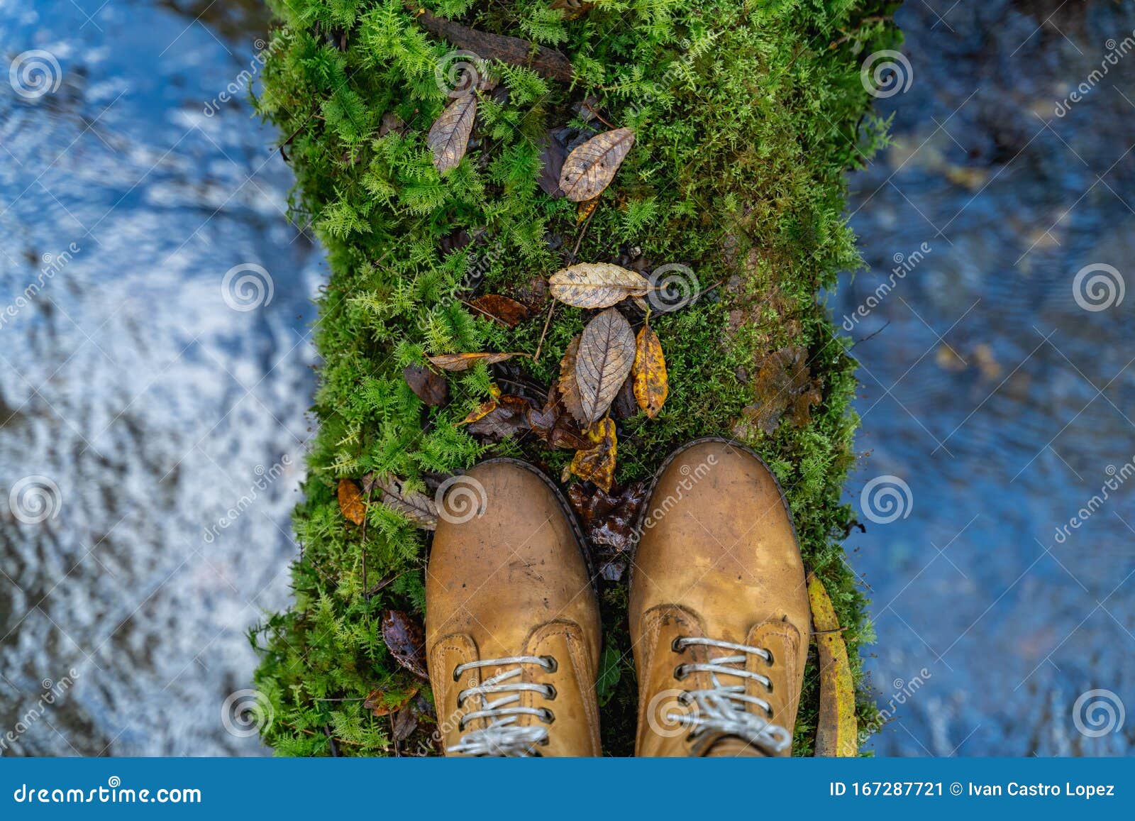 Walking on the Fallen Tree Trunk Across the River Stock Image - Image ...