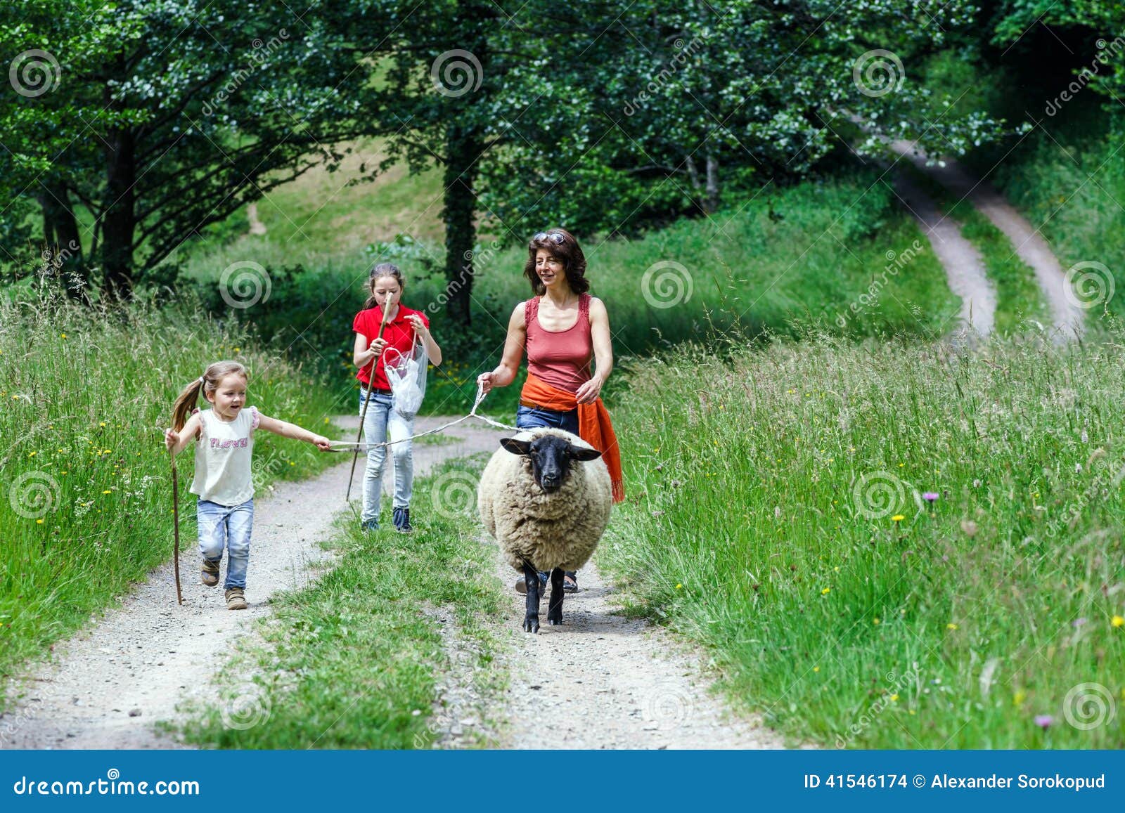 Walking with the Farm Sheep Stock Photo - Image of rest, sheep: 41546174