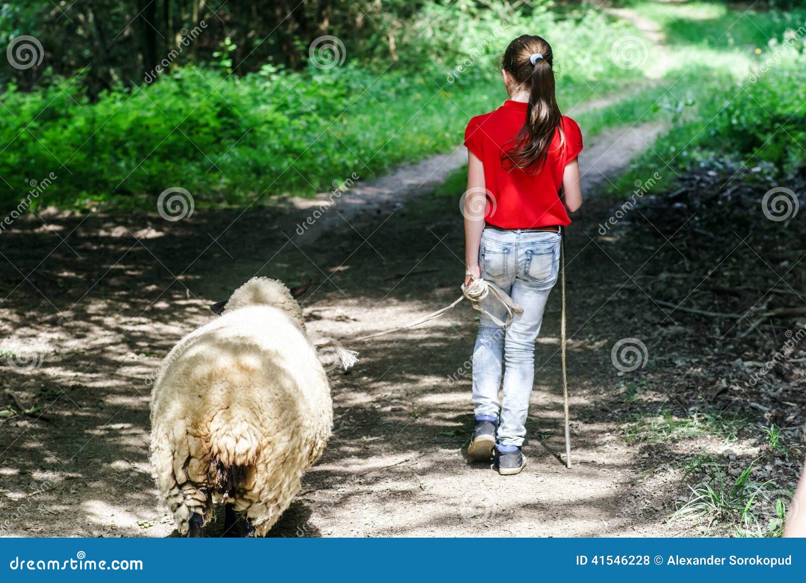 Walking with the Farm Sheep Stock Photo - Image of farm, summer: 41546228