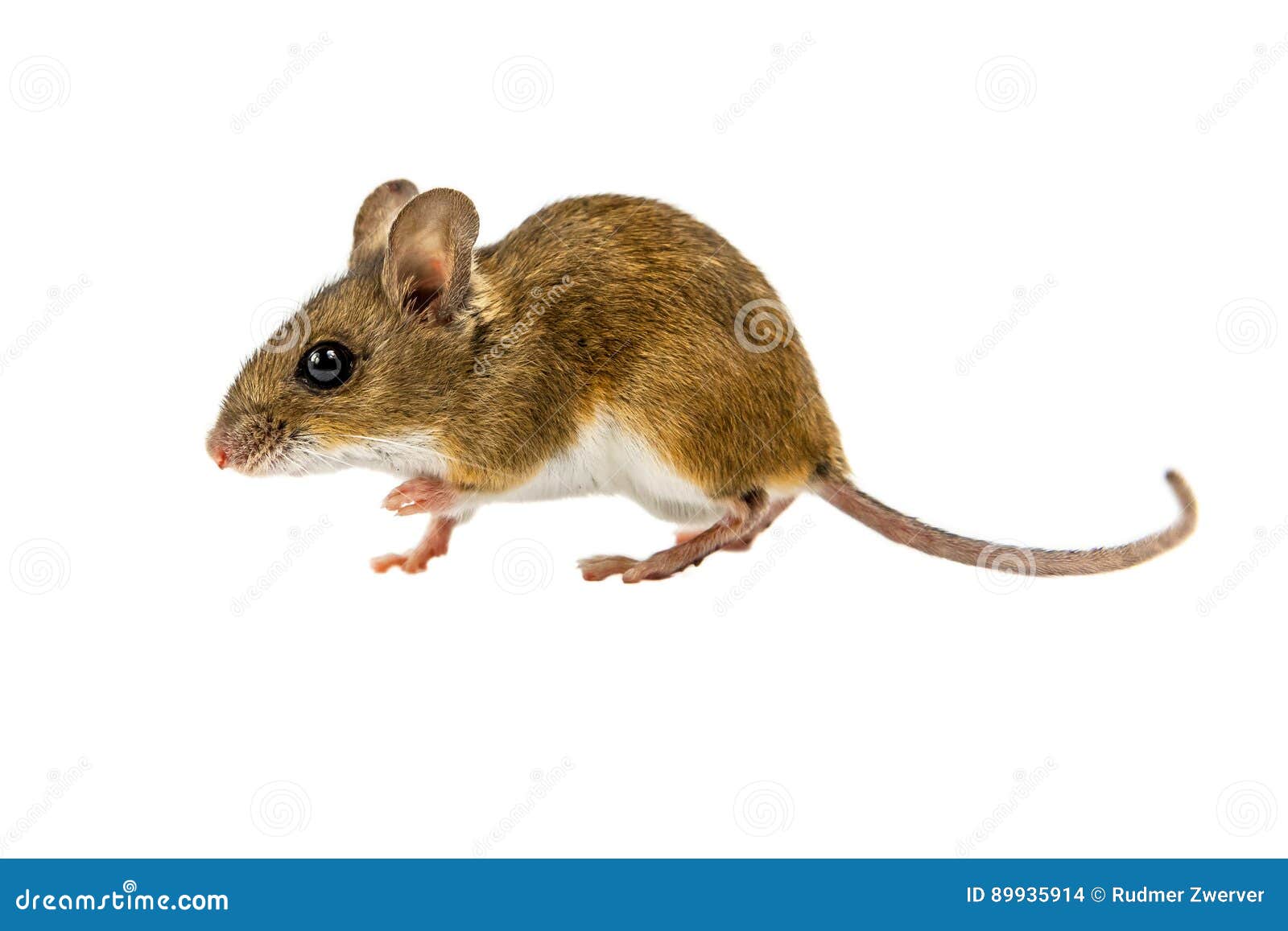 Walking Field Mouse on White Background Stock Photo - Image of mice ...