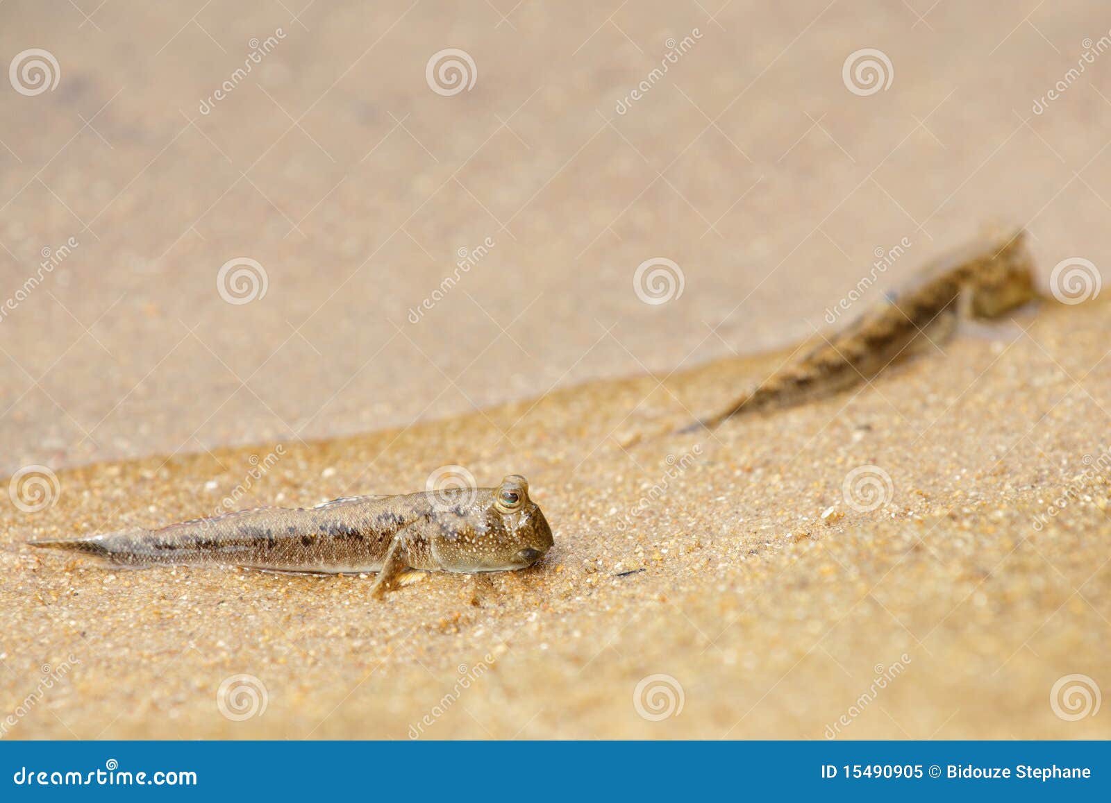 Walking fish stock image. Image of nature, walking, fish - 15490905
