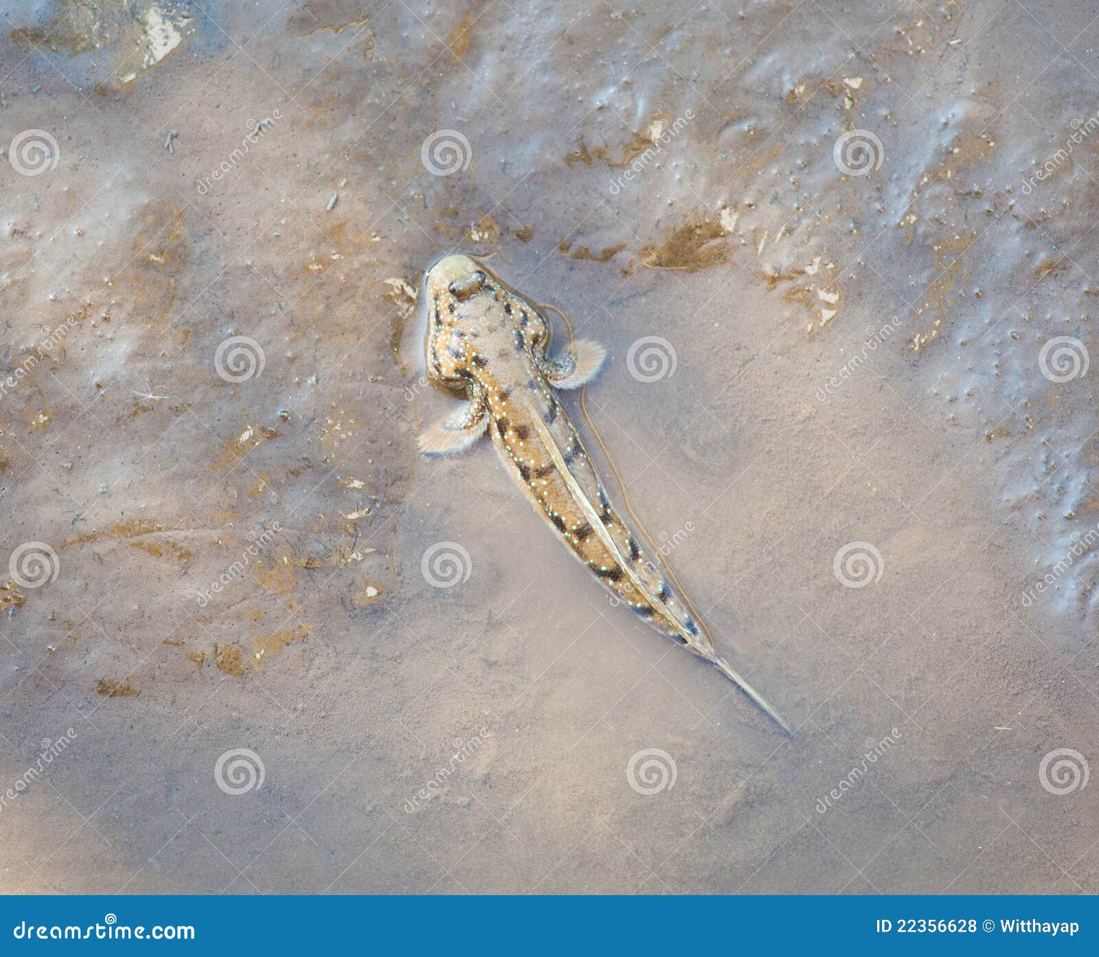 Walking fish mudskipper stock photo. Image of fins, mudskipper - 22356628