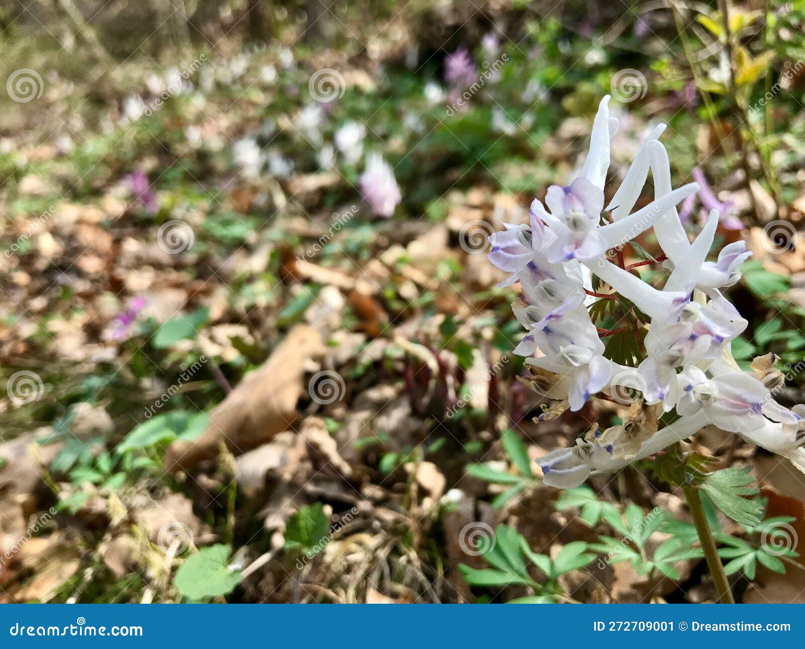 Walking among Flowers in the Swiss Alps Stock Image - Image of ...