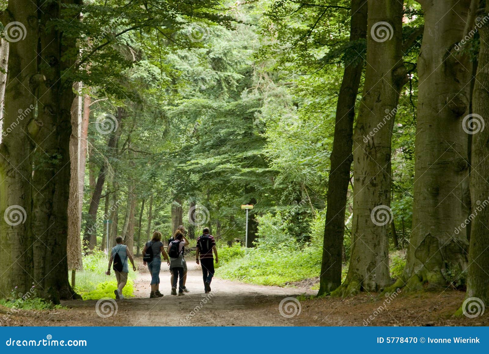 Walking in the forest stock photo. Image of green, natural - 5778470