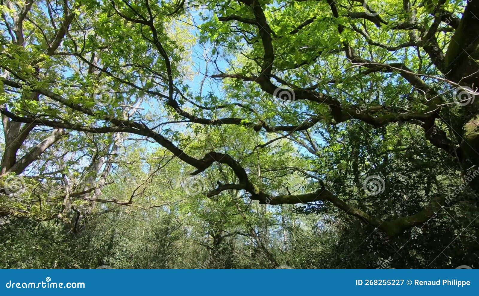 Walking through the Forest with Large Trees. Summer Background, UHD, 4K ...