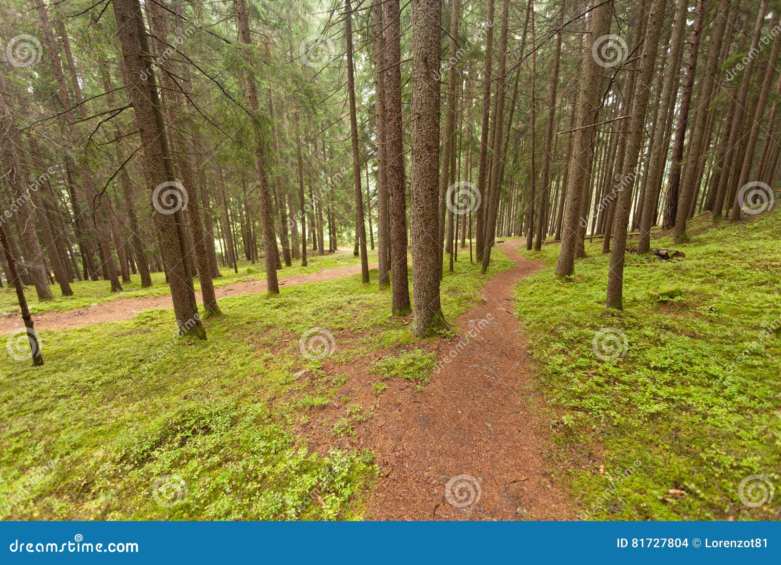 Walking into the Forest Long a Path in a Cloudy Day. No People a Stock ...