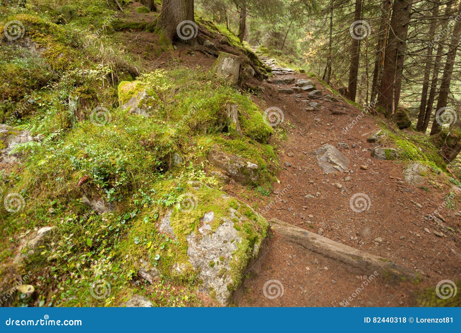 Walking into the Forest Long a Path in a Cloudy Day. No People a Stock ...