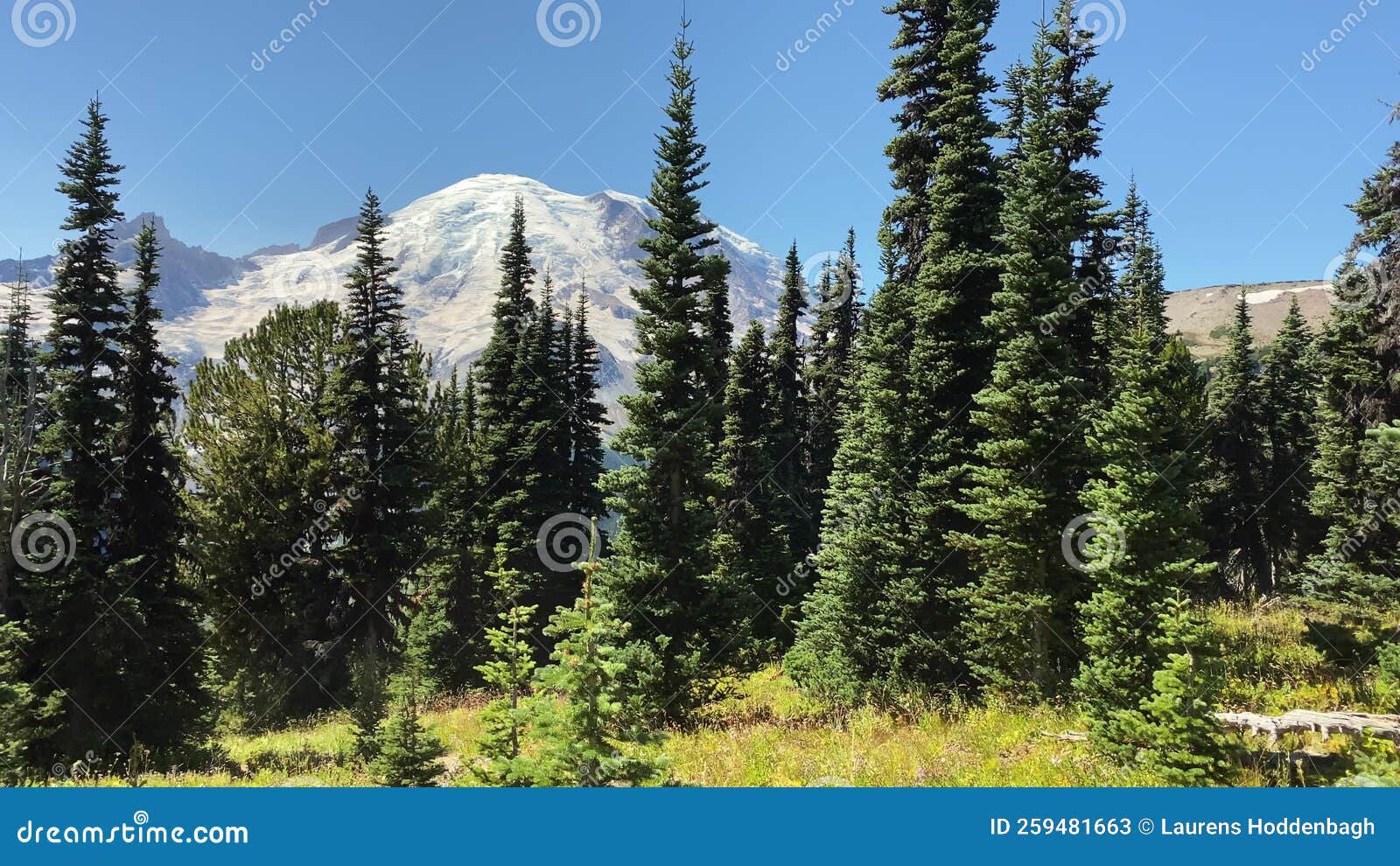 Walking in the Forest with Pine Trees at Mount Rainier NP Stock Video ...
