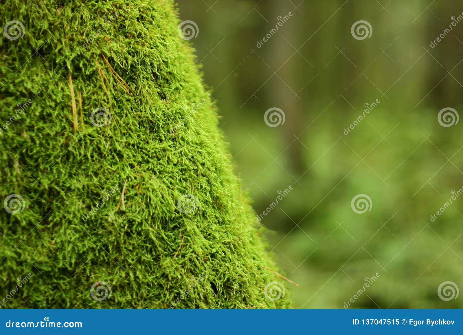 Moss covered trunk of tree stock image. Image of film - 137047515