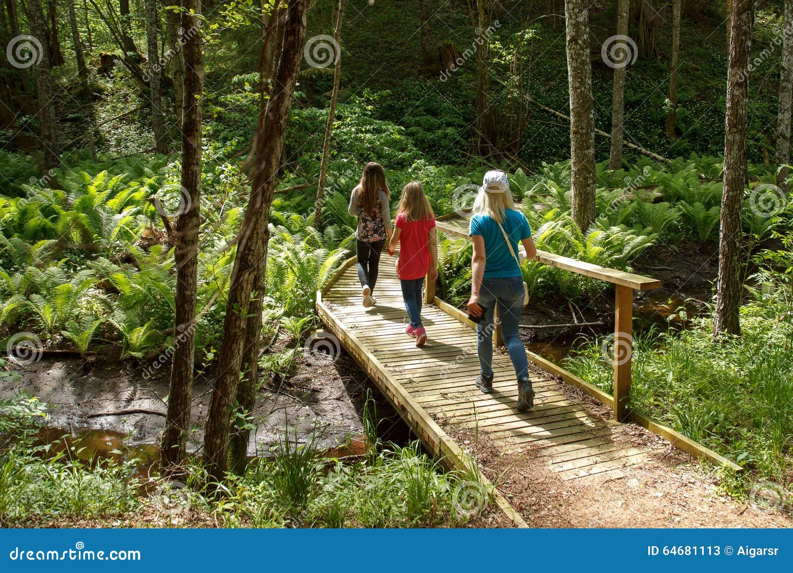 Walking in the forest stock image. Image of forest, outdoor - 64681113