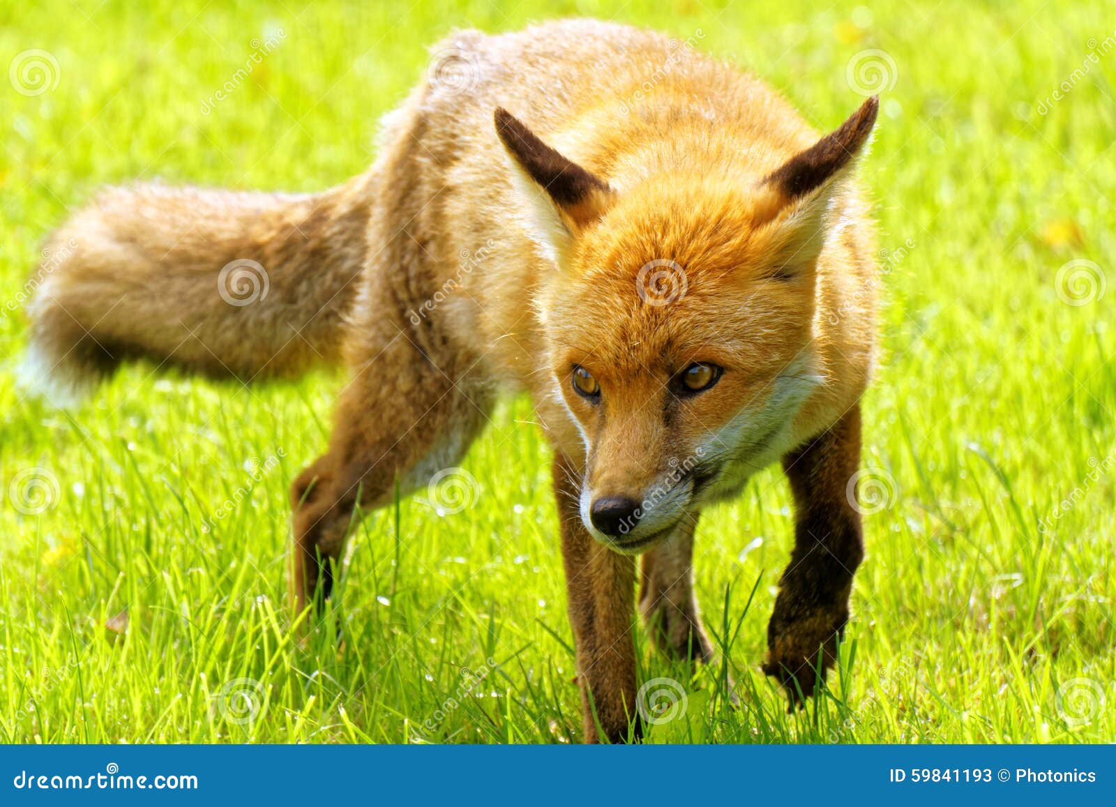 Walking Fox stock image. Image of meadow, animal, ears - 59841193